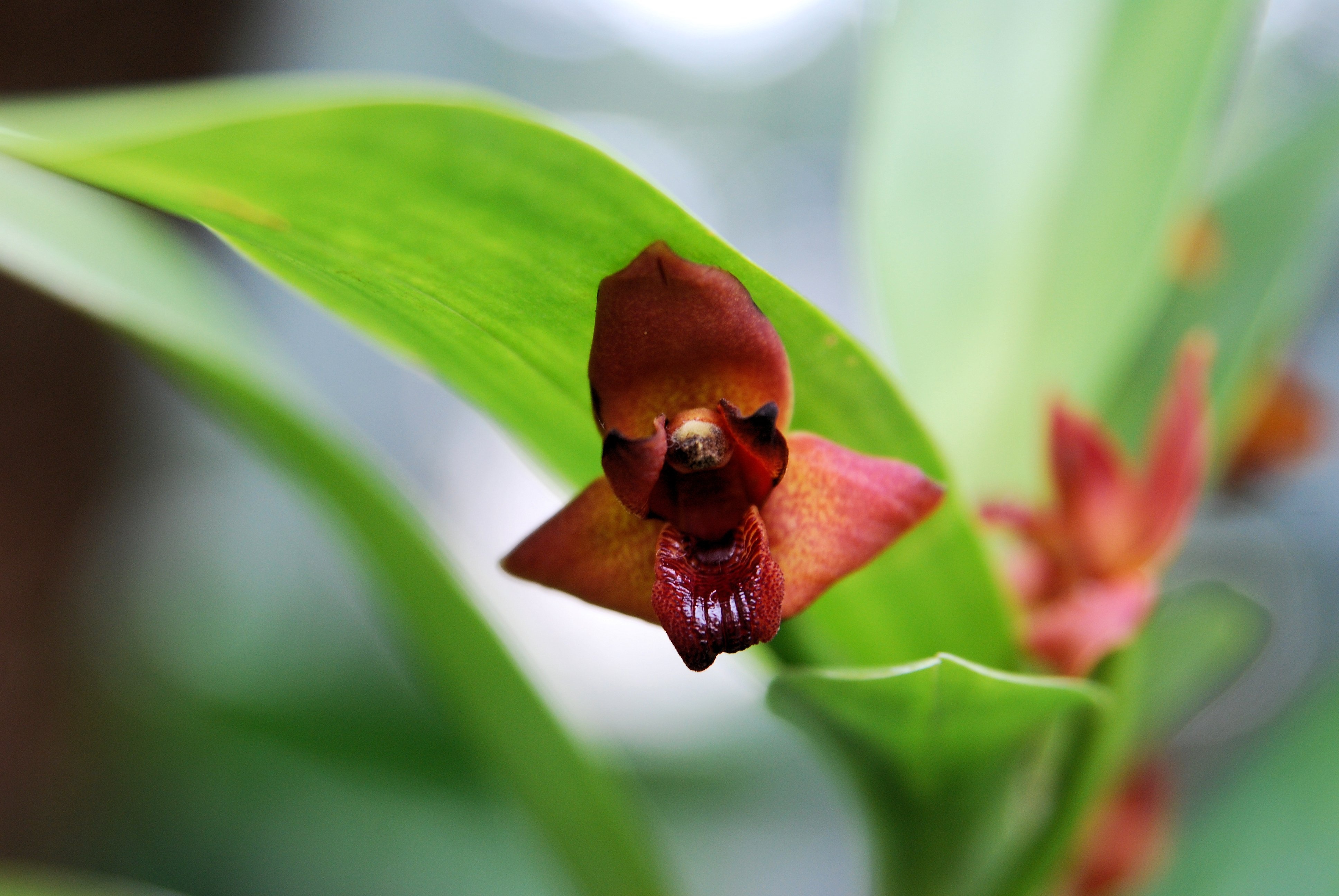 Adfasdf Adfadf free image download