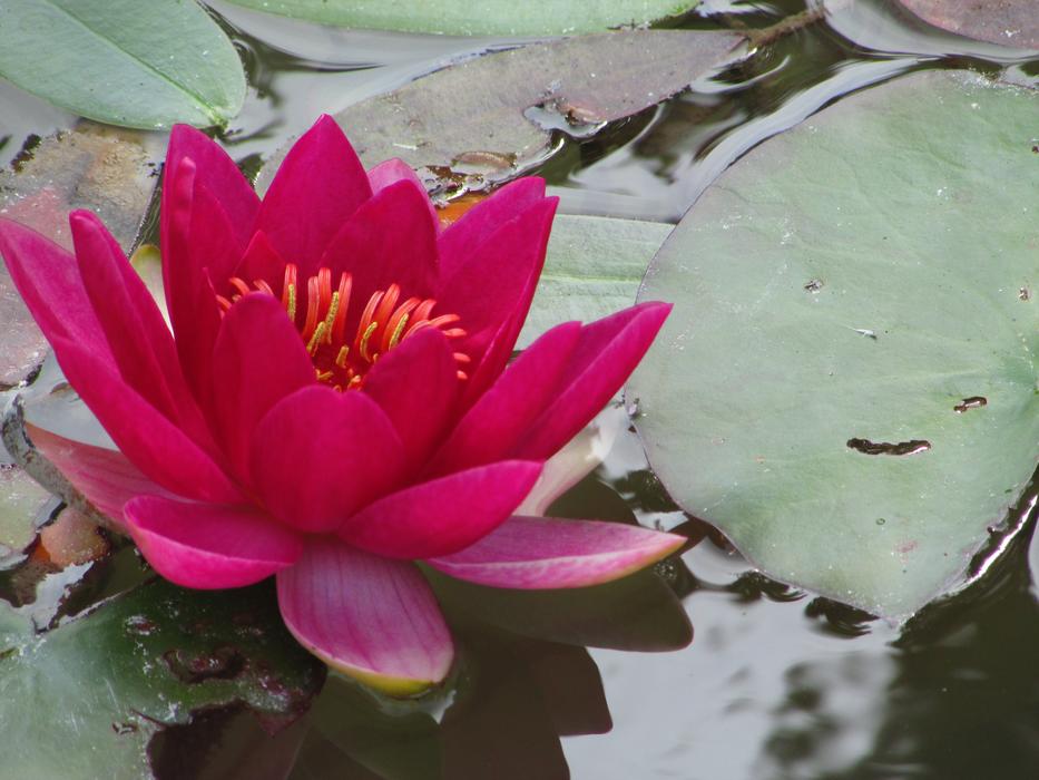 Lotus Red Pond Water free image download