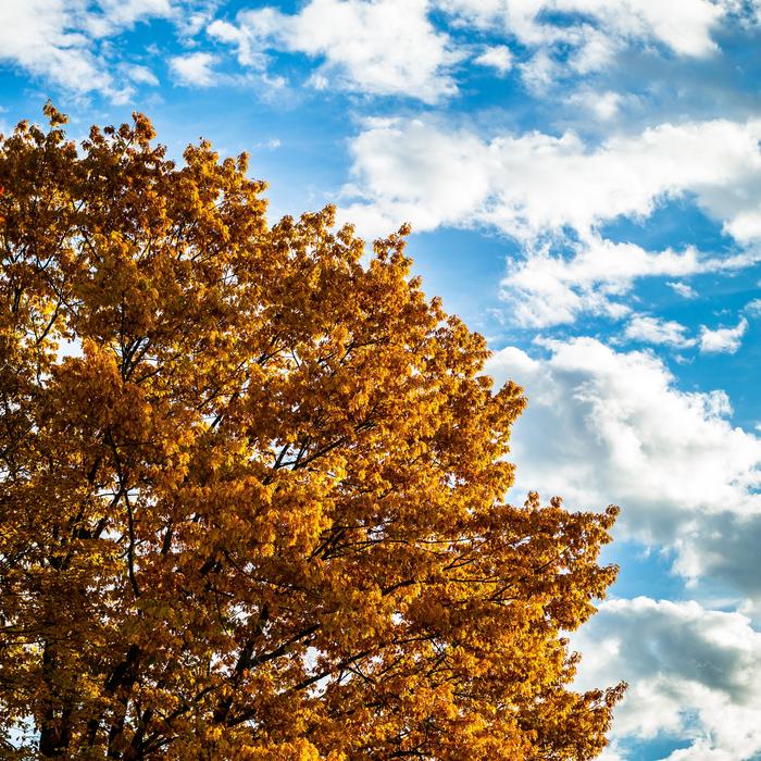Autumn Oak Sky free image download