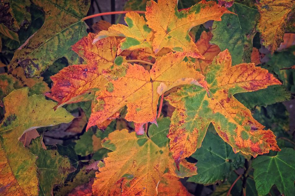 Autumn Colorful Leaves Fall Color free image download