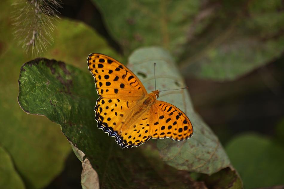 Butterfly Death insect free image download
