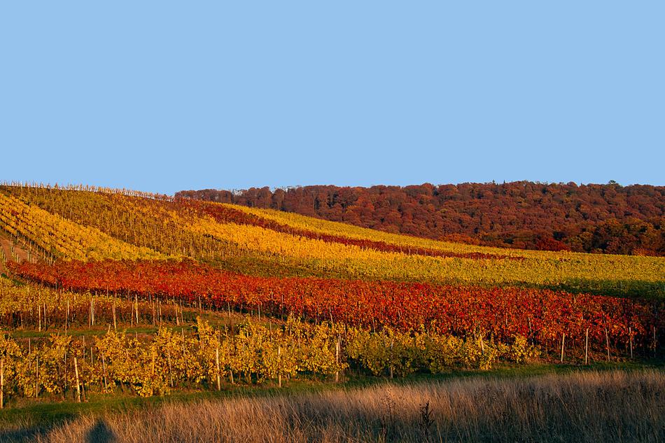 Autumn Vineyard Mood Fall free image download