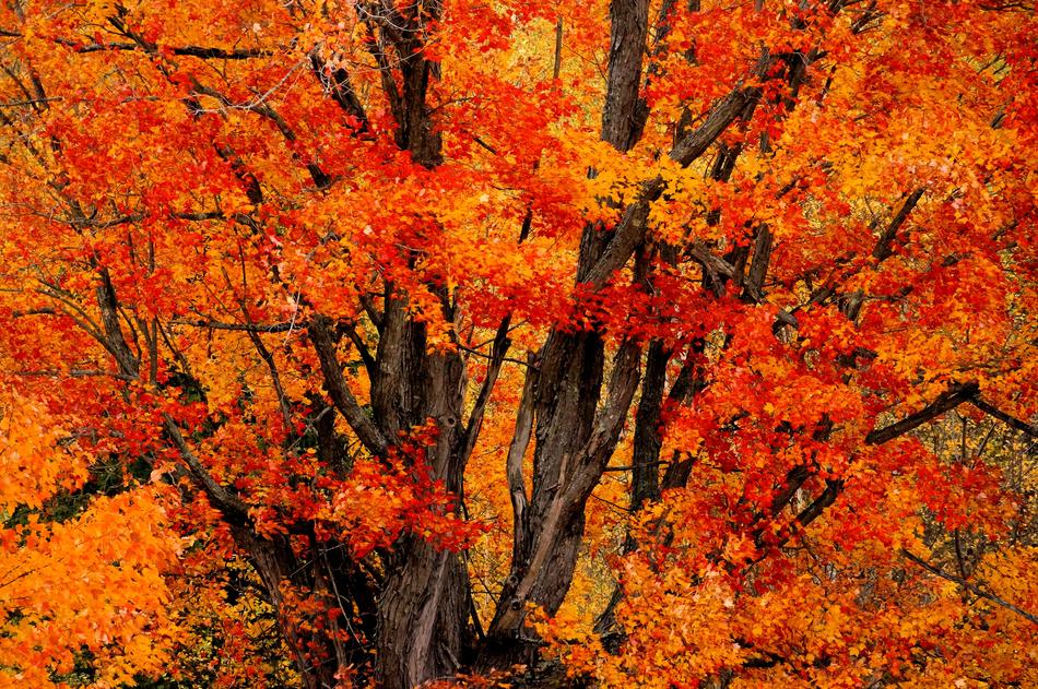 Tree Leaves Fall free image download