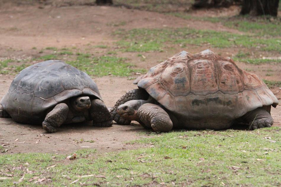 Big turtles in the zoo free image download