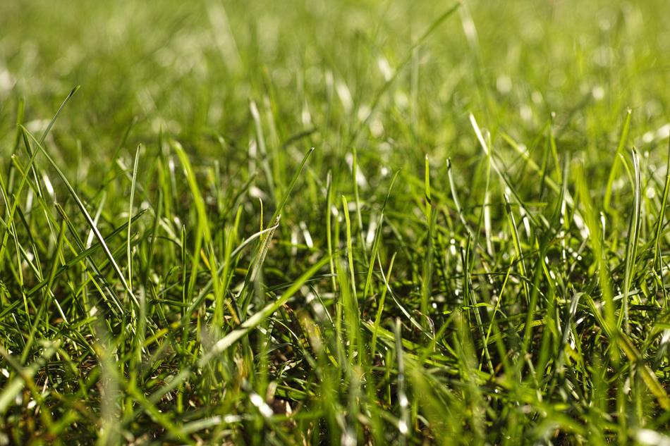 Summer Horizontal Grass Spring free image download