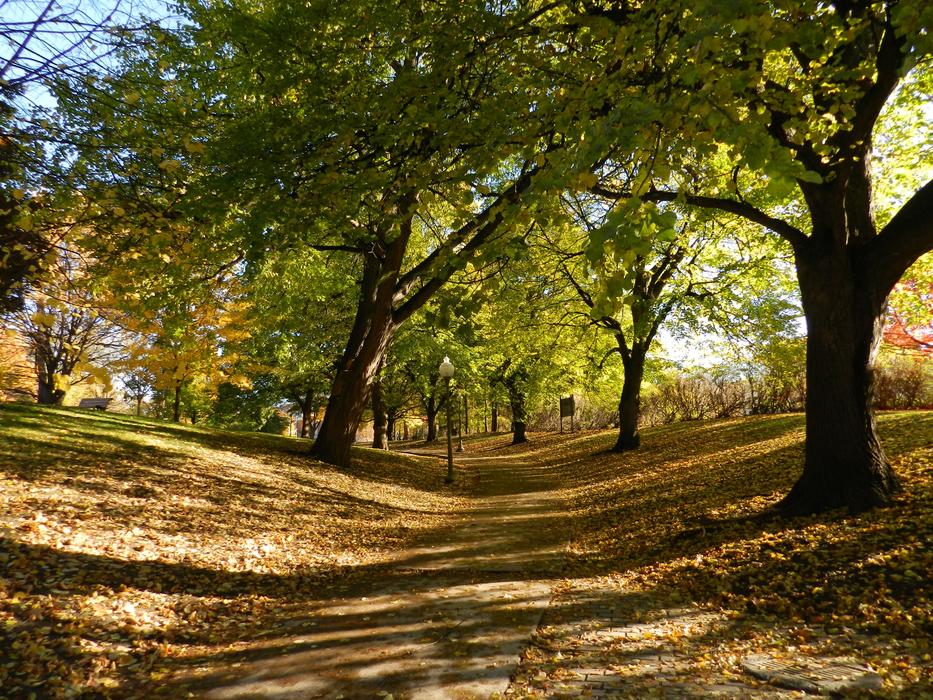 Sunday Park Nature at sunlight free image download