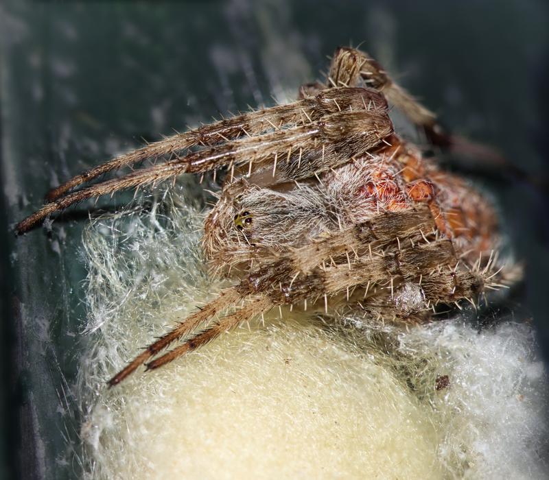 Spider Cocoon Silk free image download