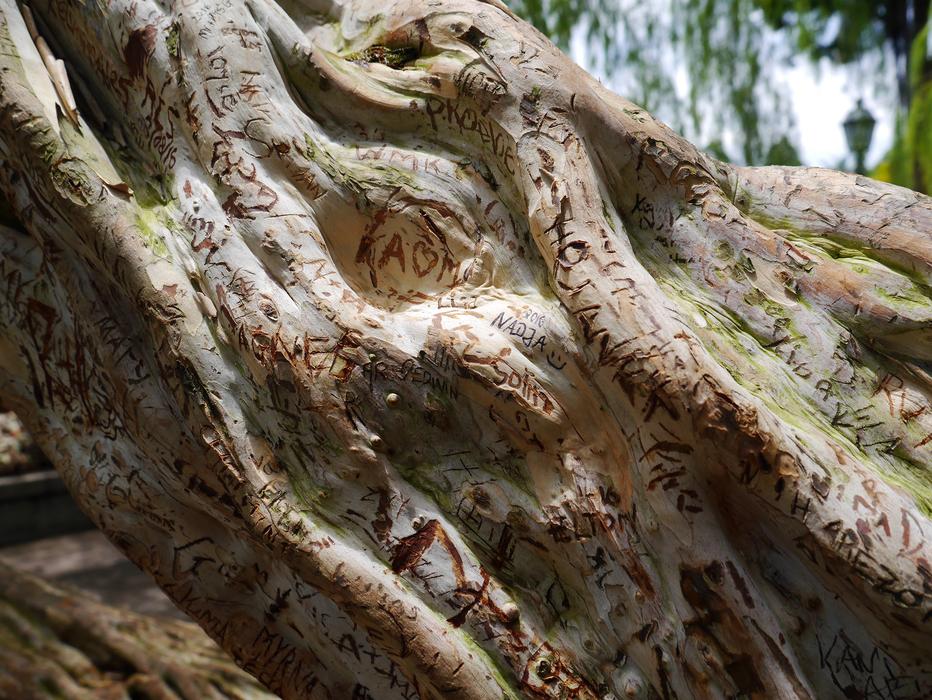 Tree Wood Structure free image download