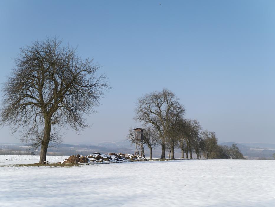 Winter Mood Trees free image download