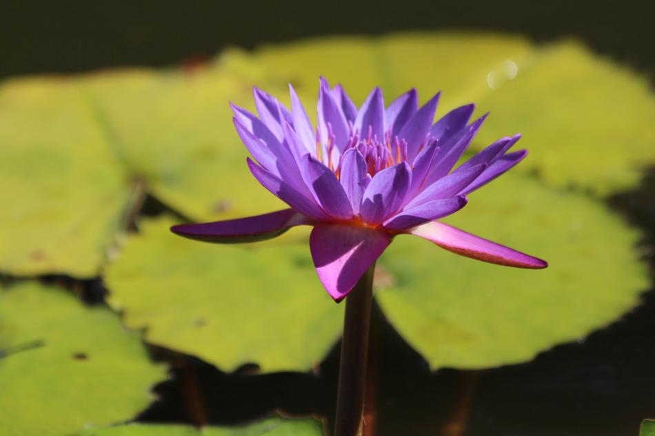 Purple lily in the swamp free image download