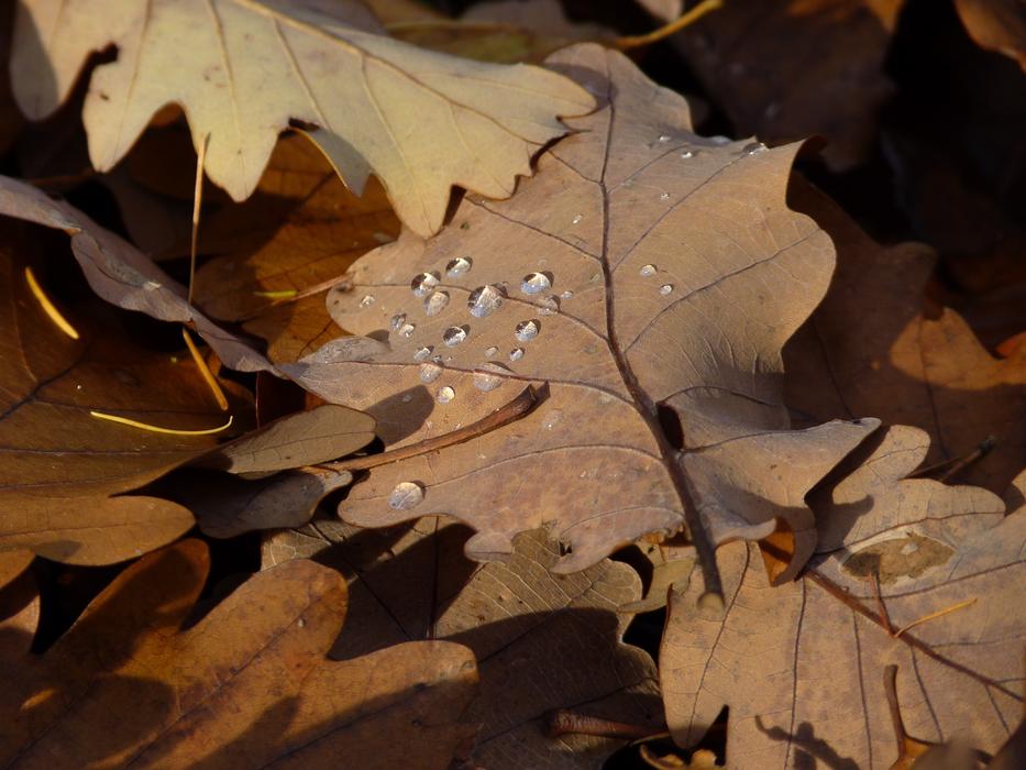 Leaf Autumn Drop Of Water free image download