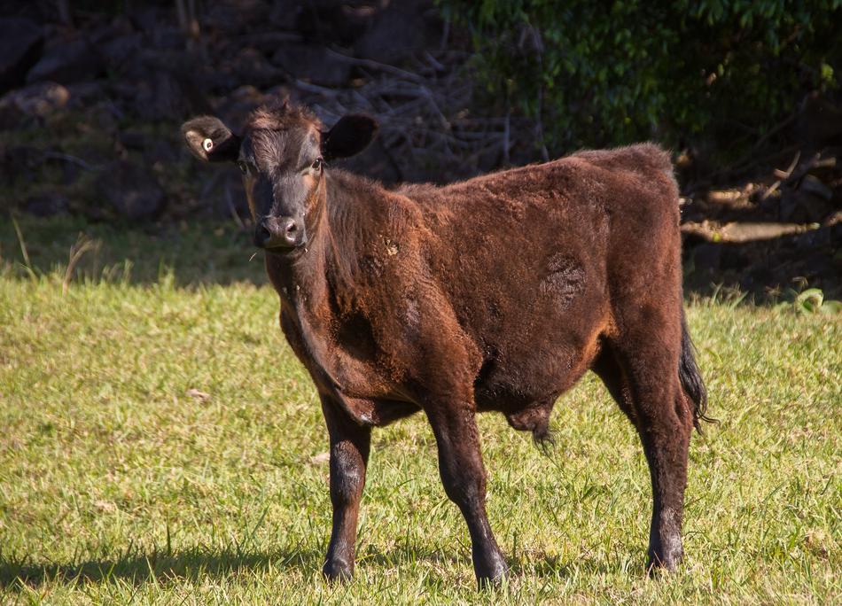 Cow Calf Cattle free image download