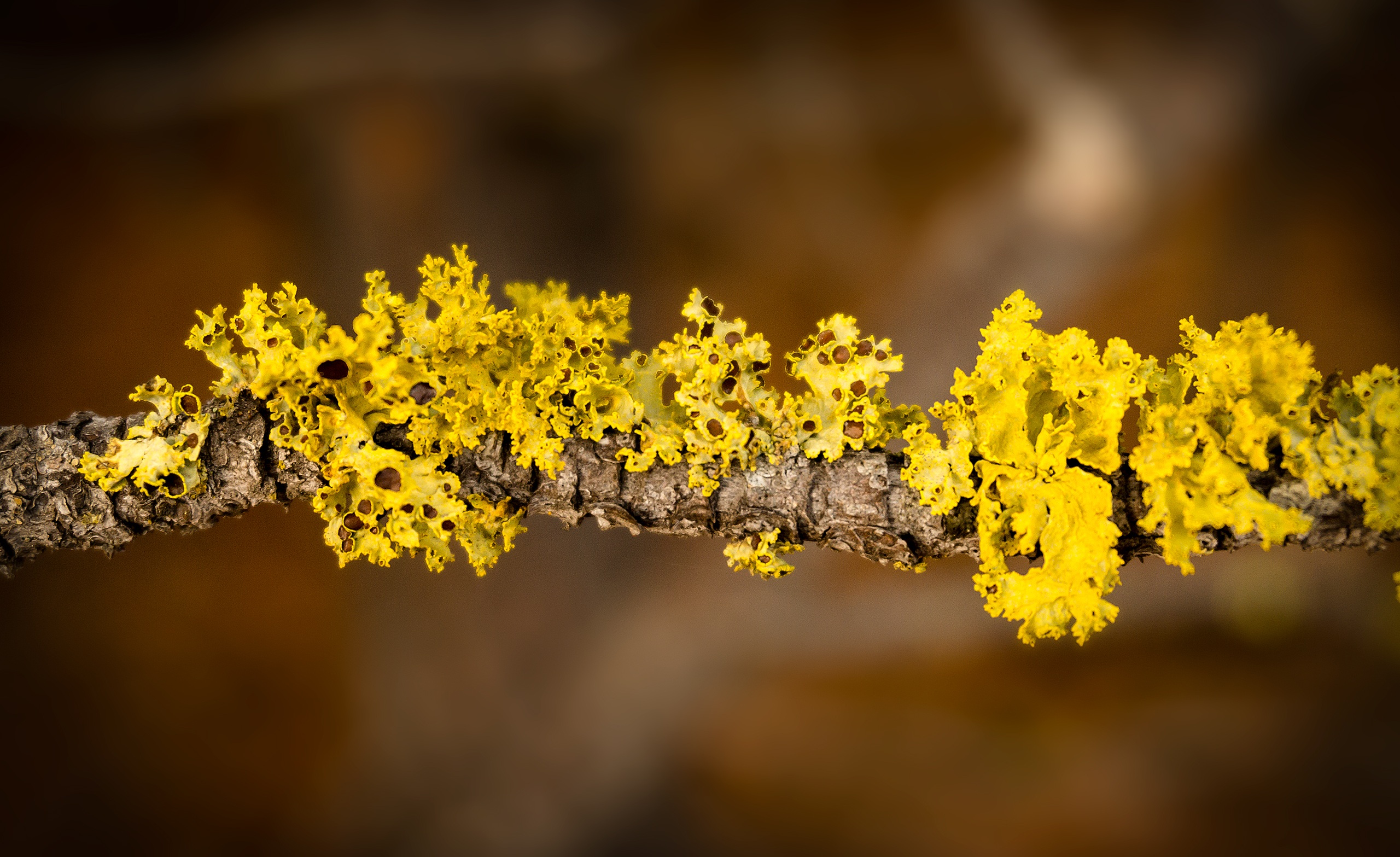 Algae Branch Moss free image download