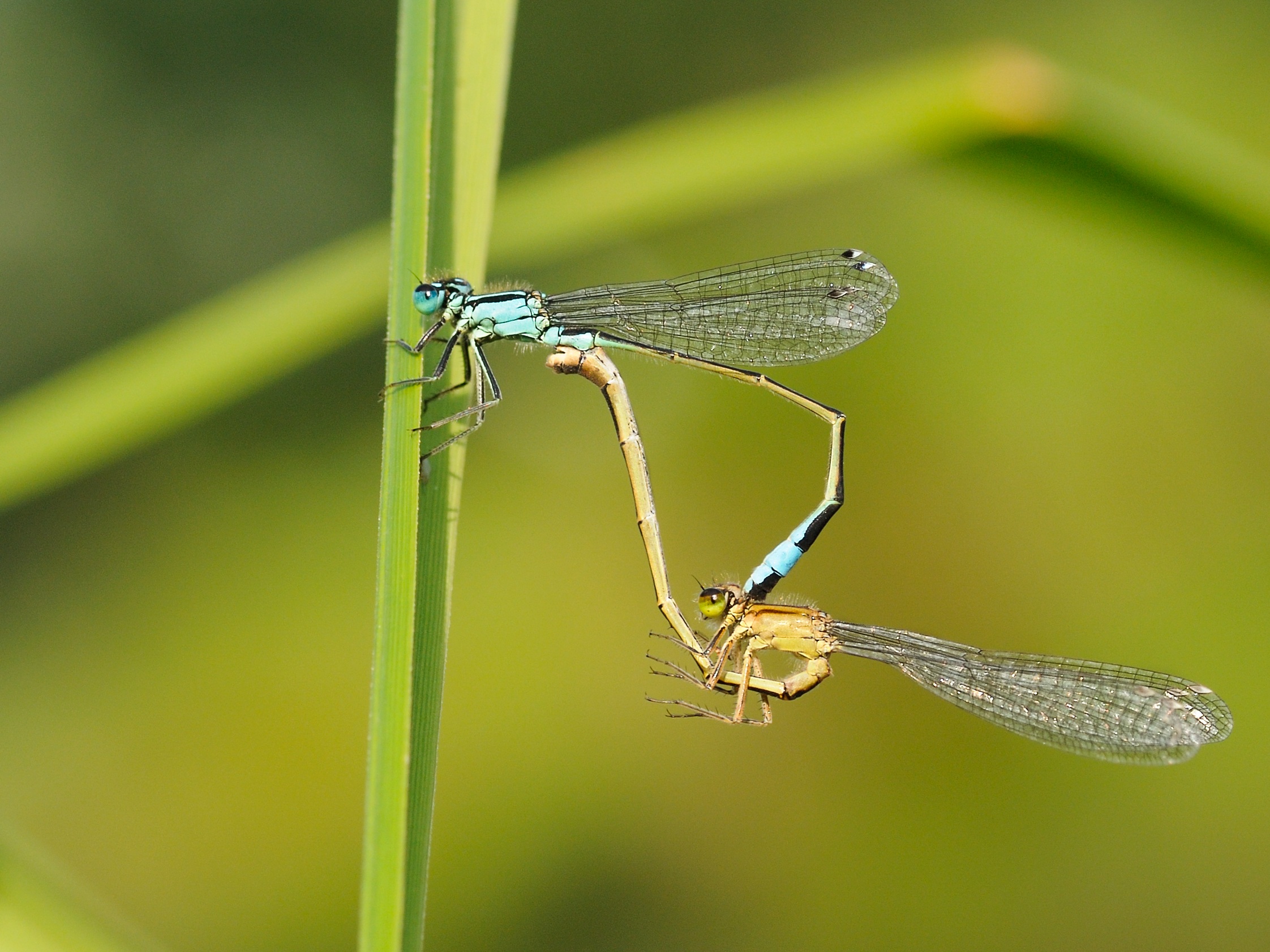 Insect Dragonfly Couple on a blade of grass on a blurred background ...