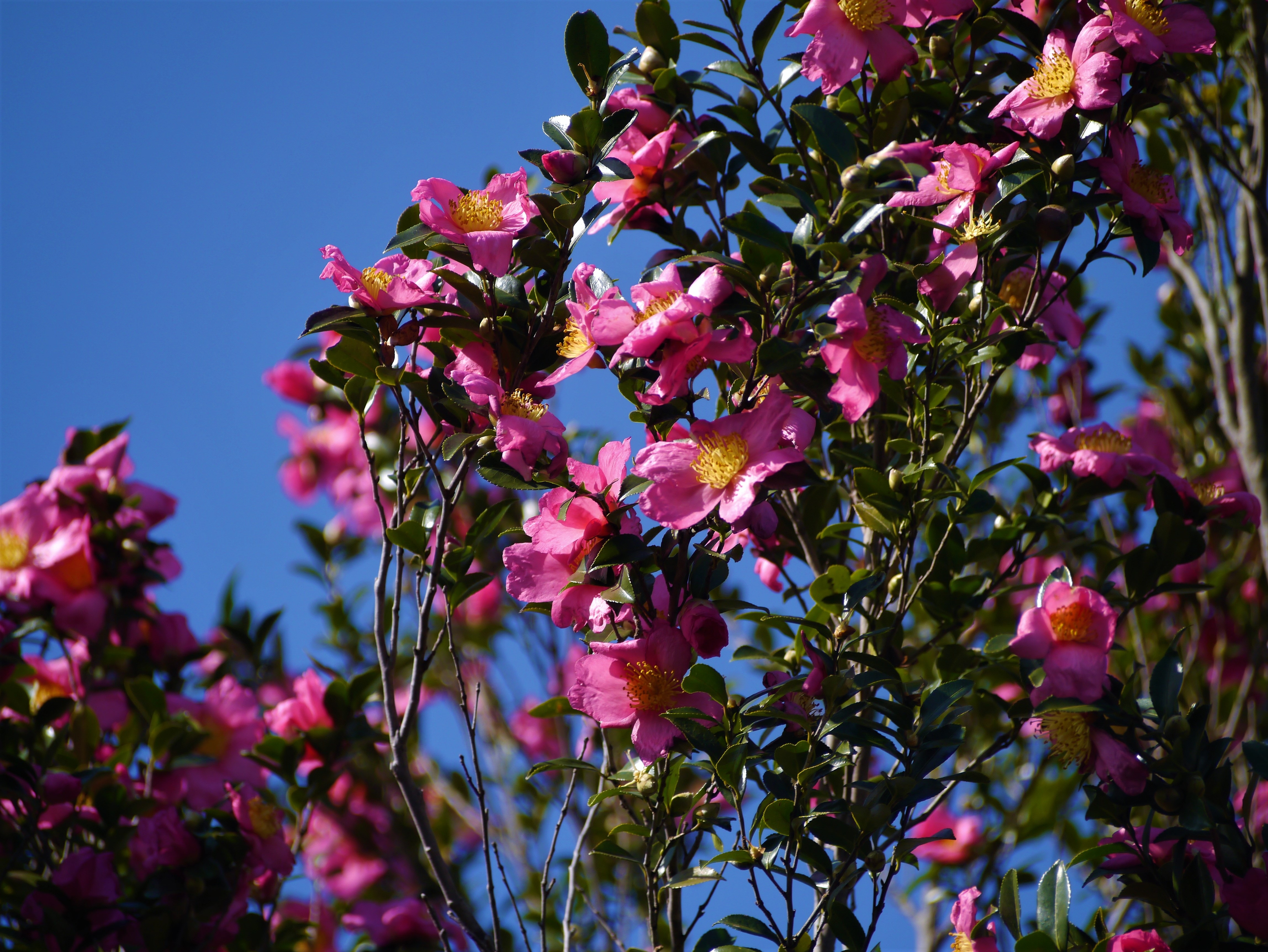 Pink Flowers bush in garden free image download