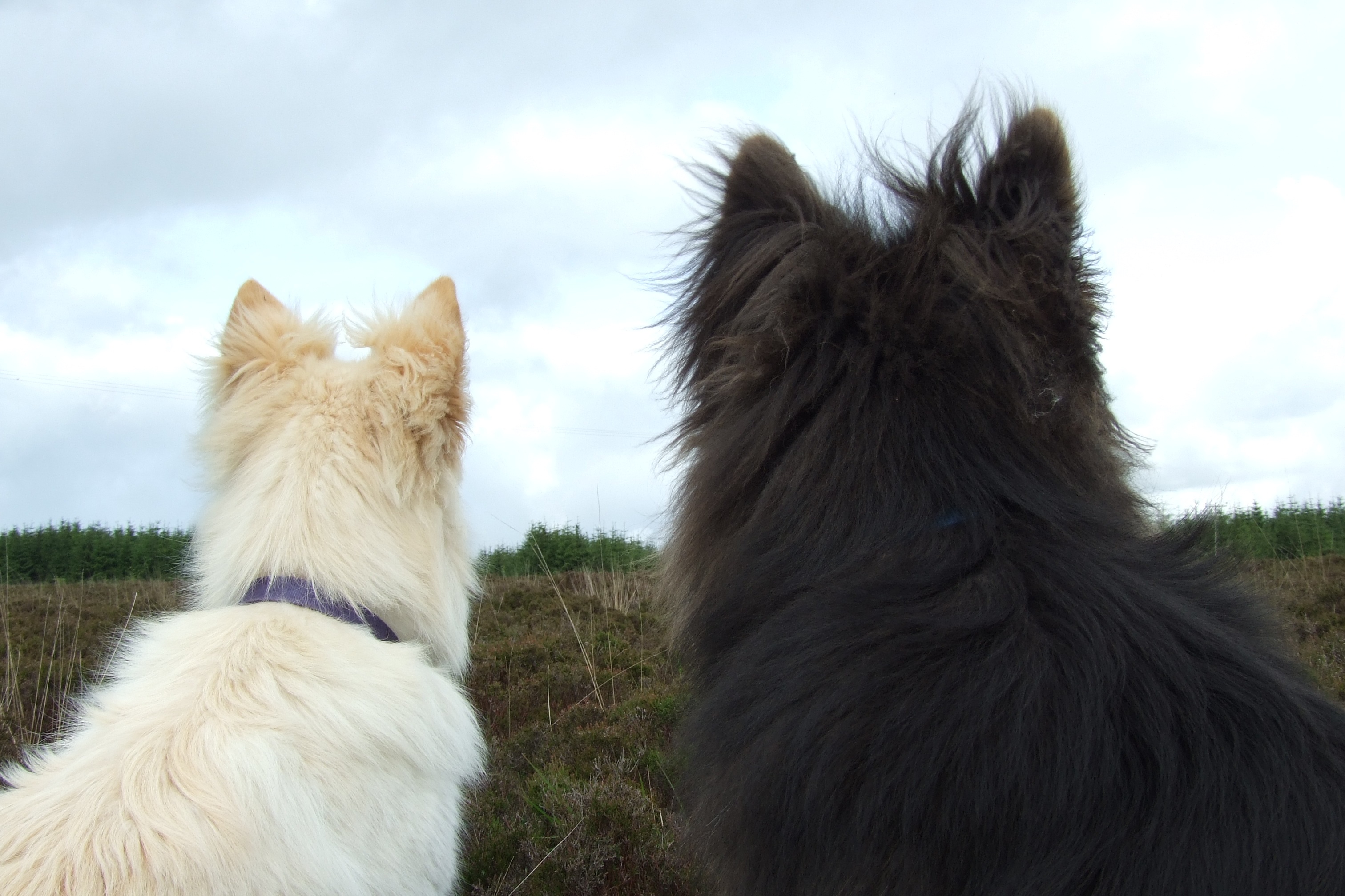 Black and white dog looking into the distance free image download