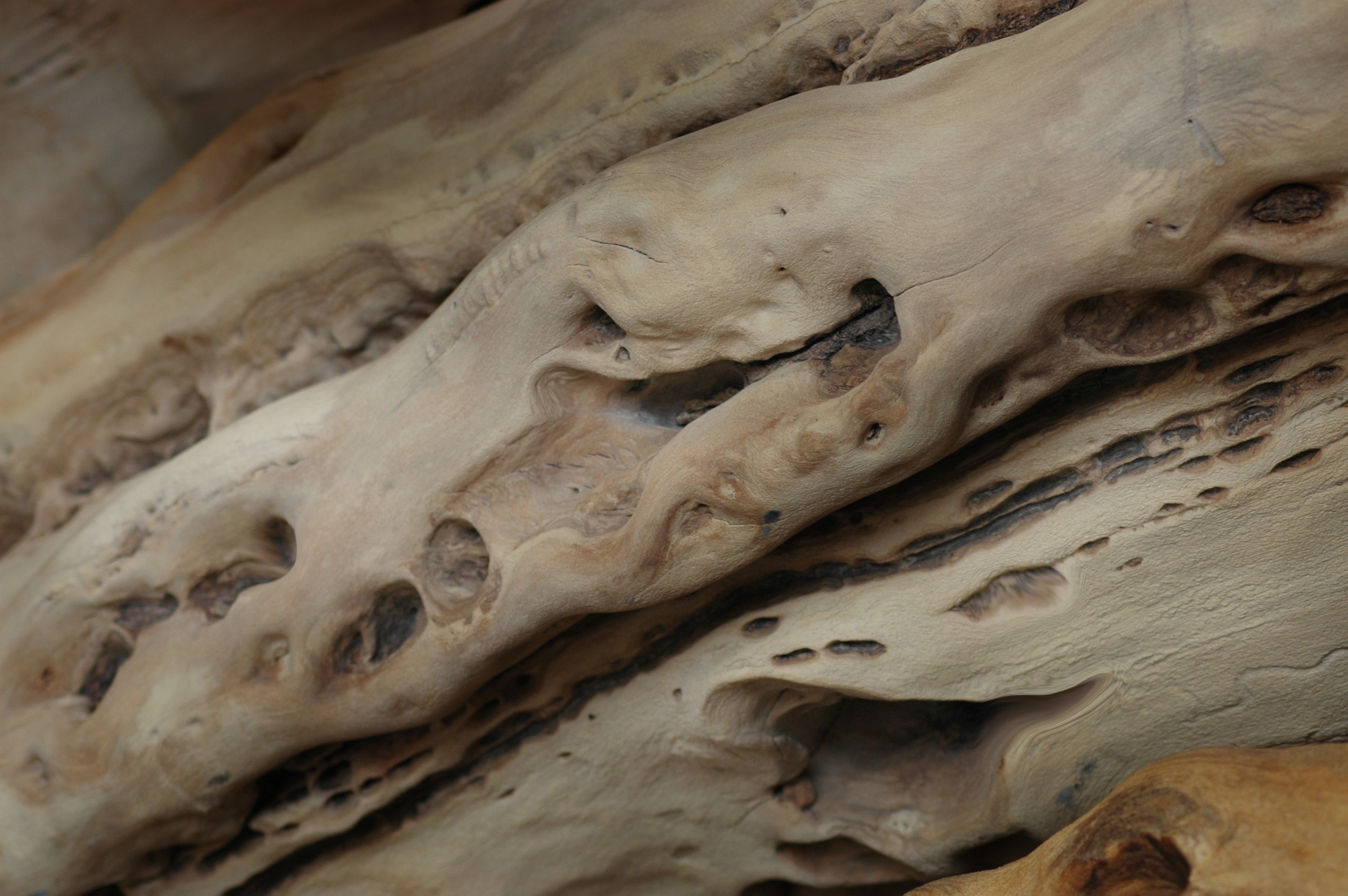 Wood Defects free image download