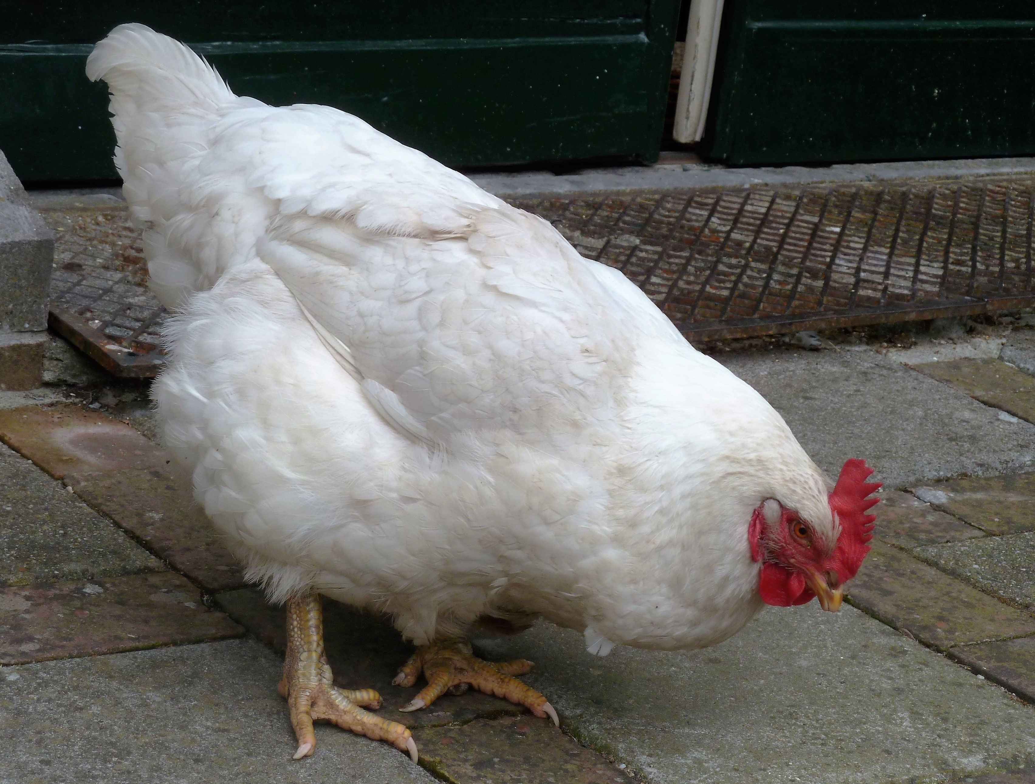 White hen, Chicken on farm free image download