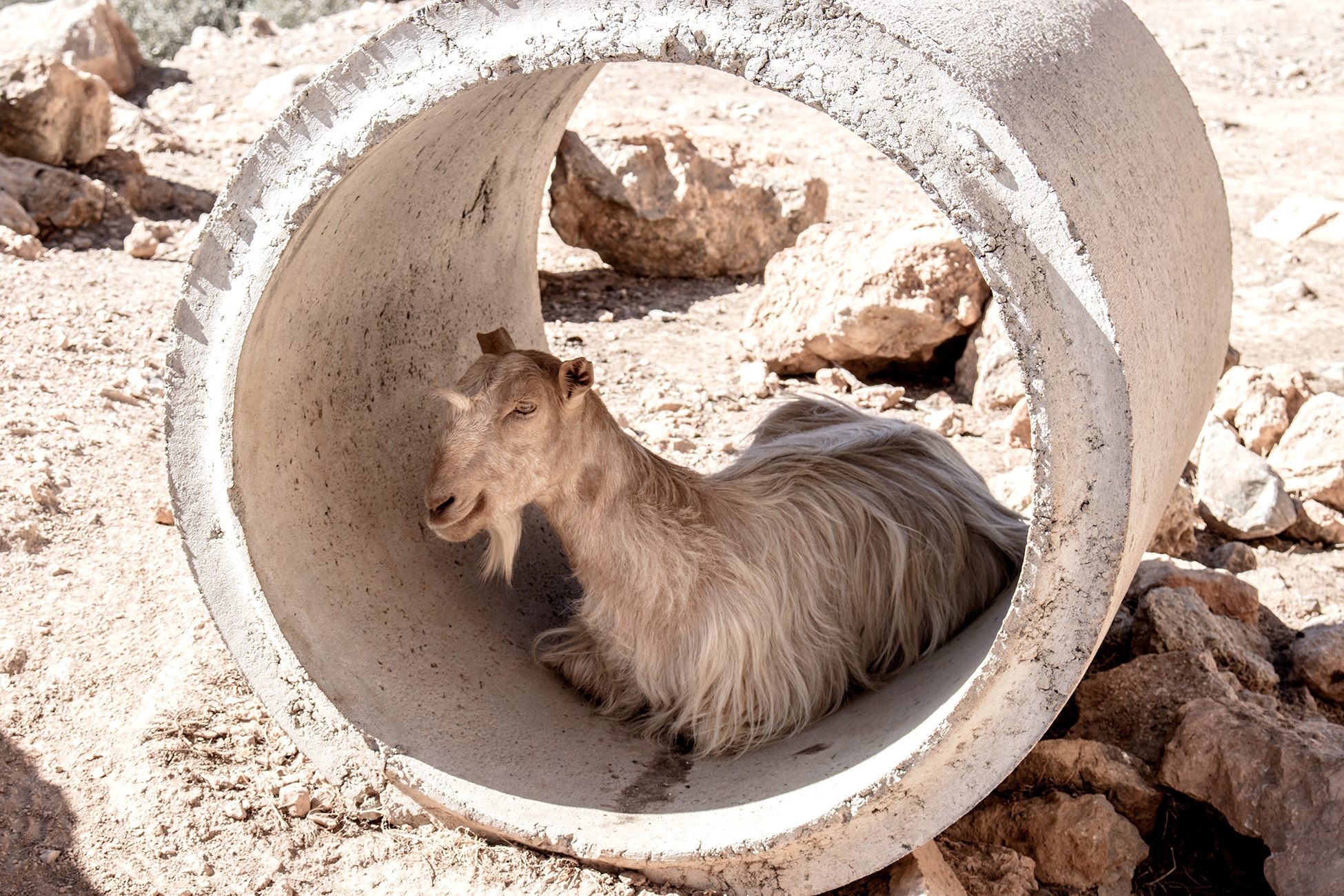 Goat Tube Greece free image download