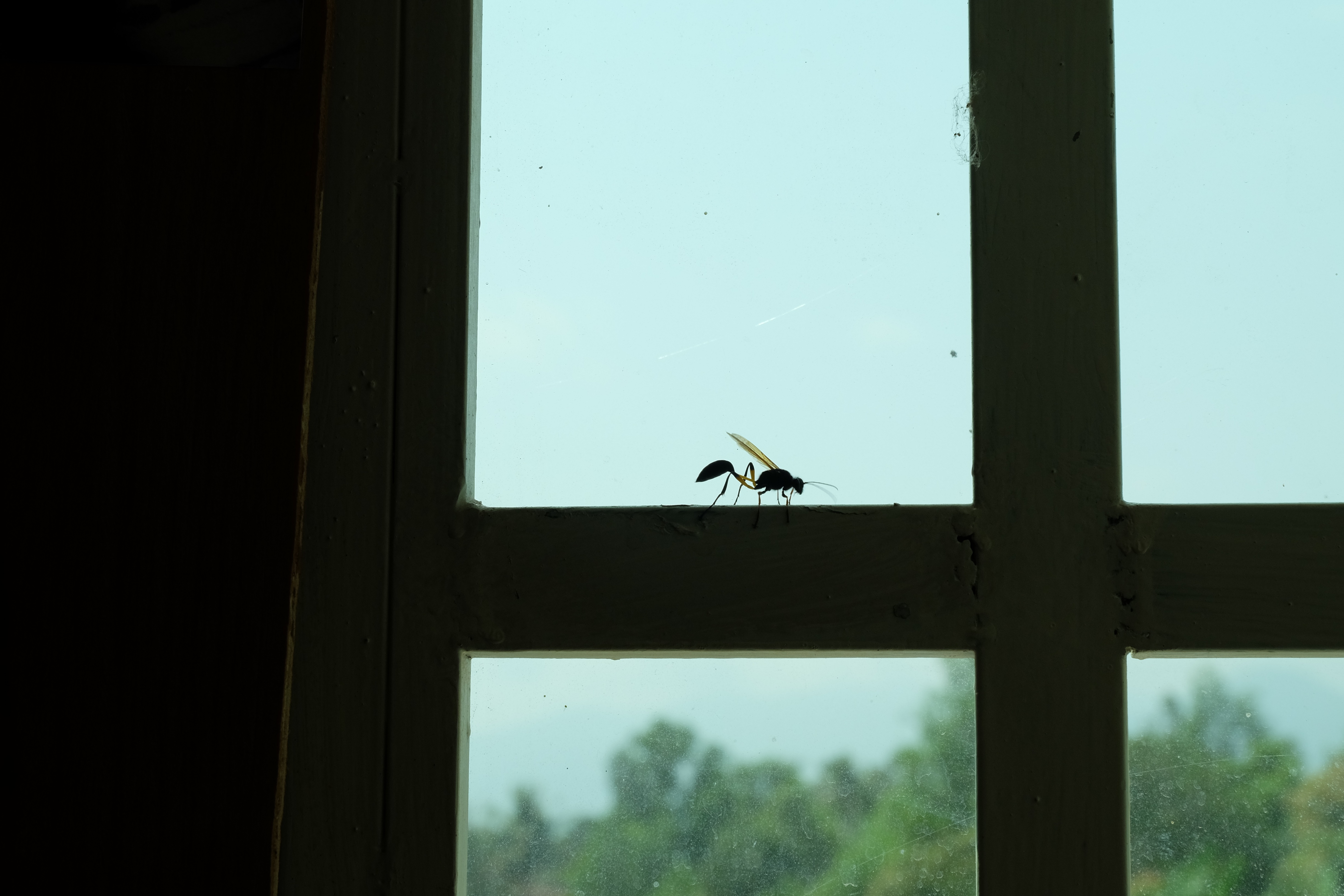 Insect Bug on window free image download