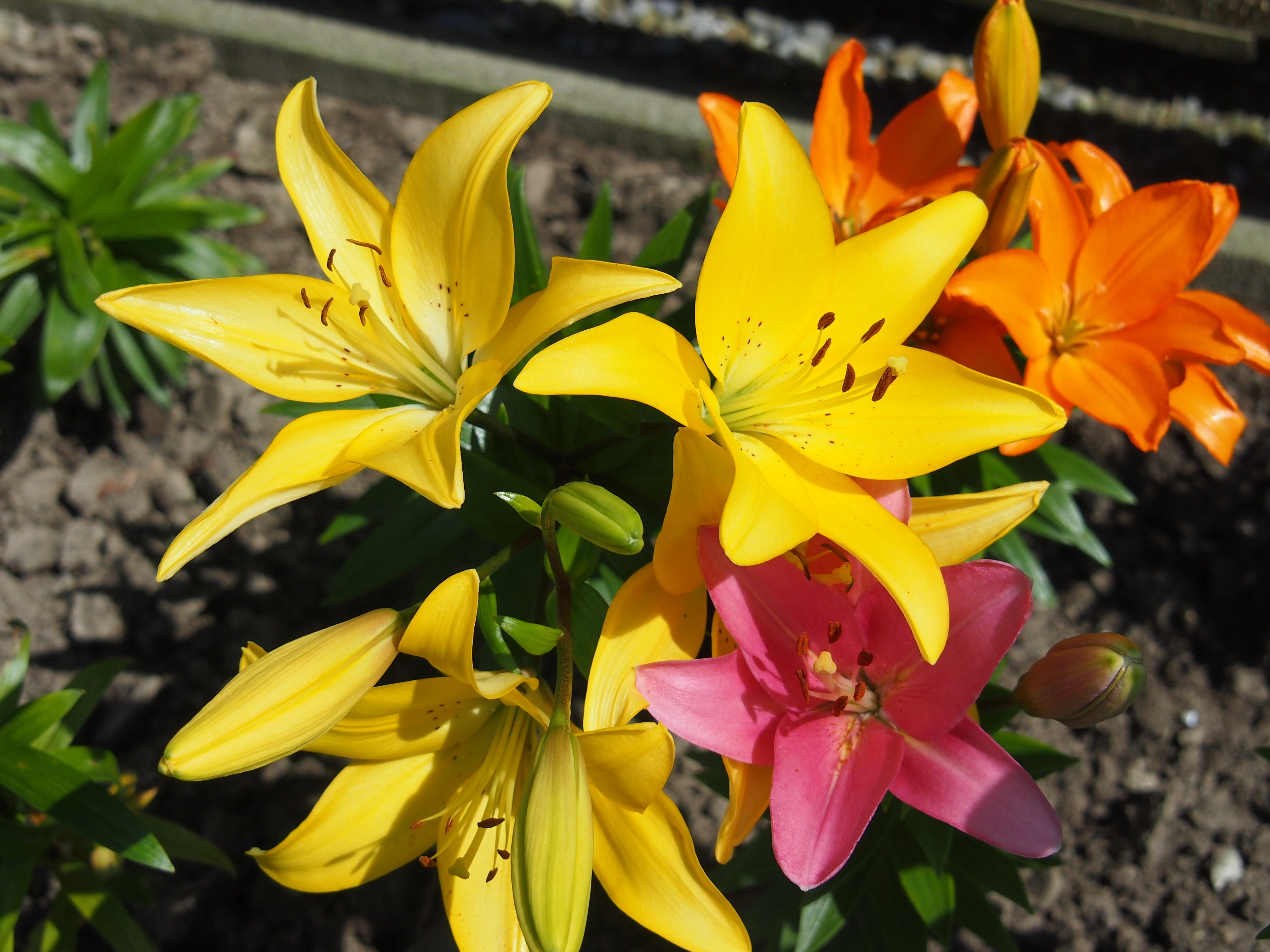 Garden Lilies Plant free image download