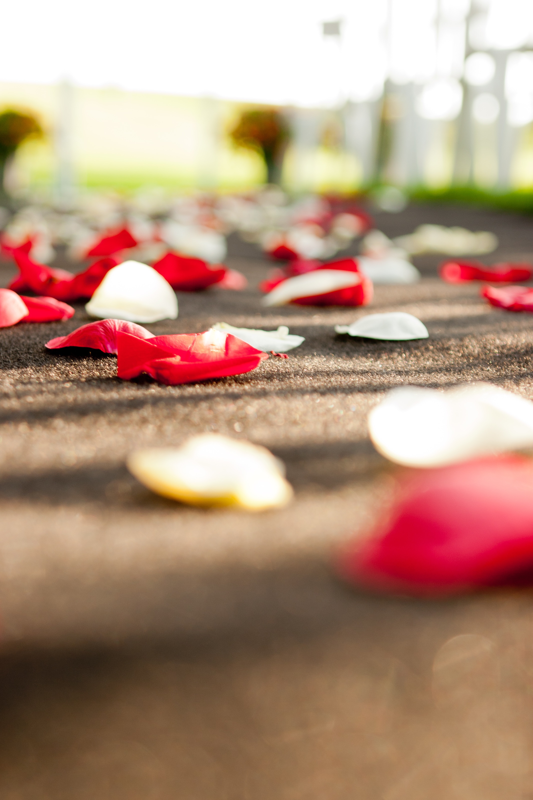 Scattered rose petals free image download