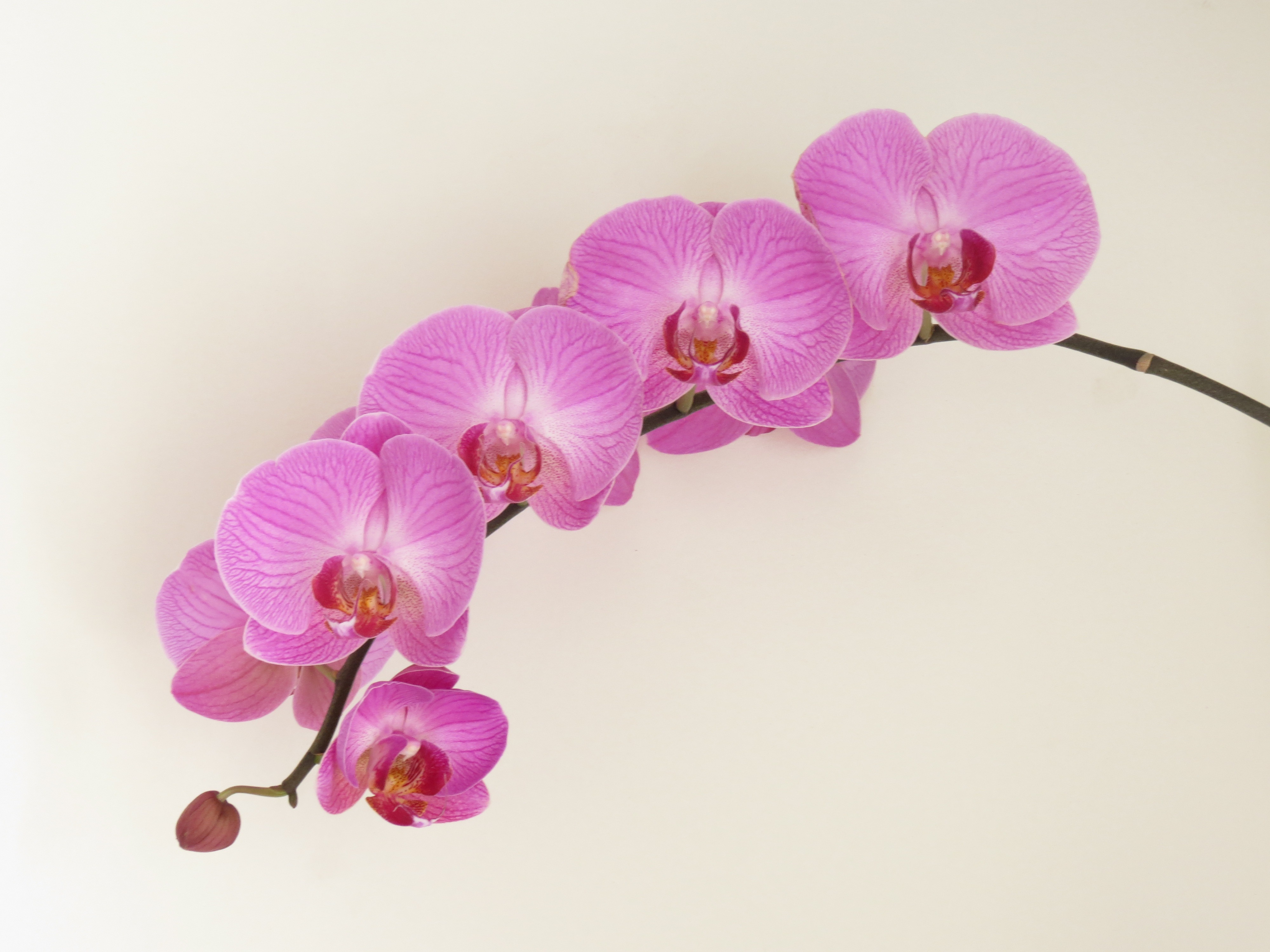 Flower Orchard free image download