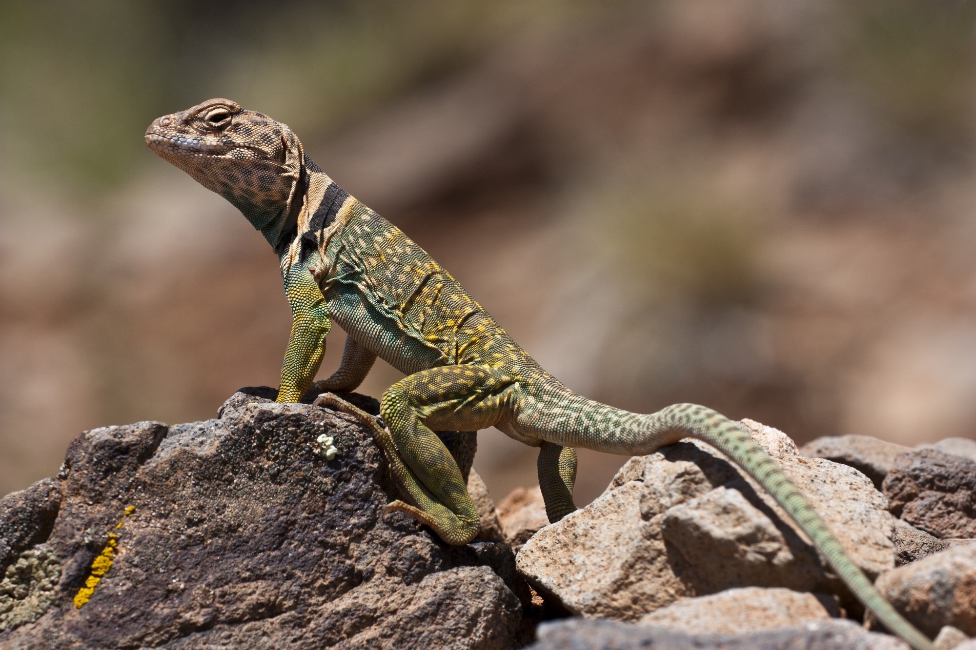 Collared Lizard Reptile Wildlife free image download