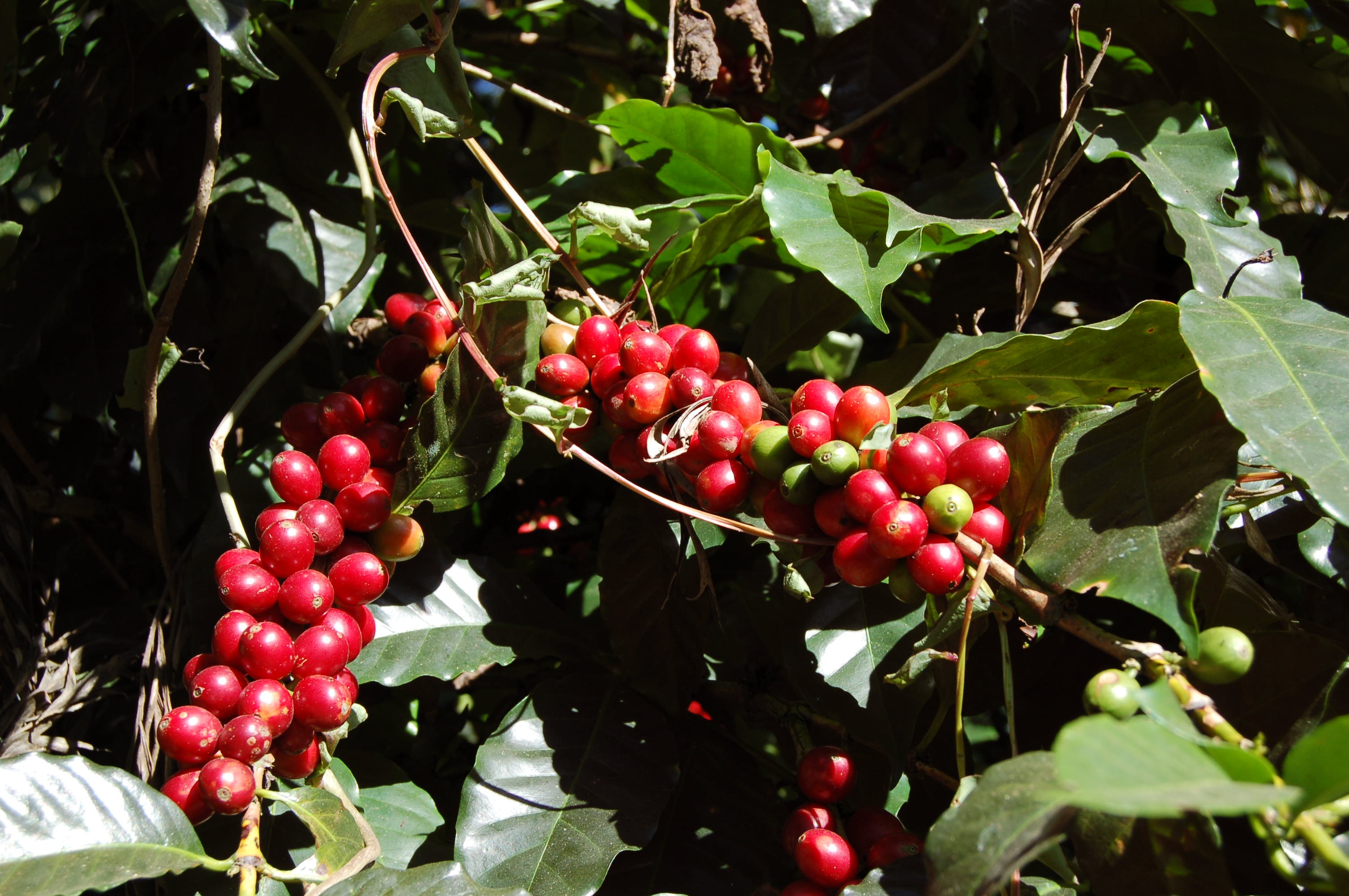 Red ripe berries in garden free image download
