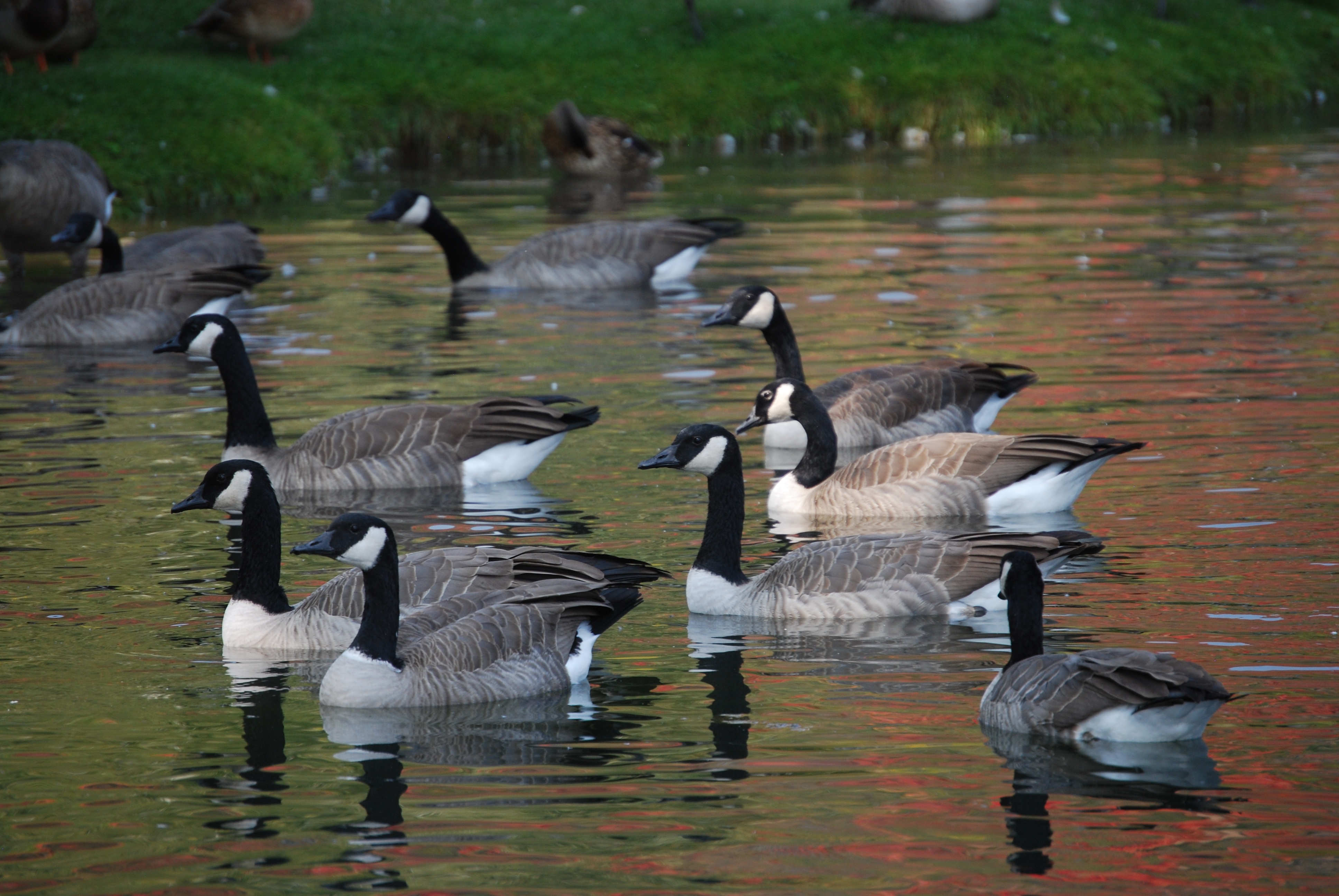 Birds Wild Geese On free image download