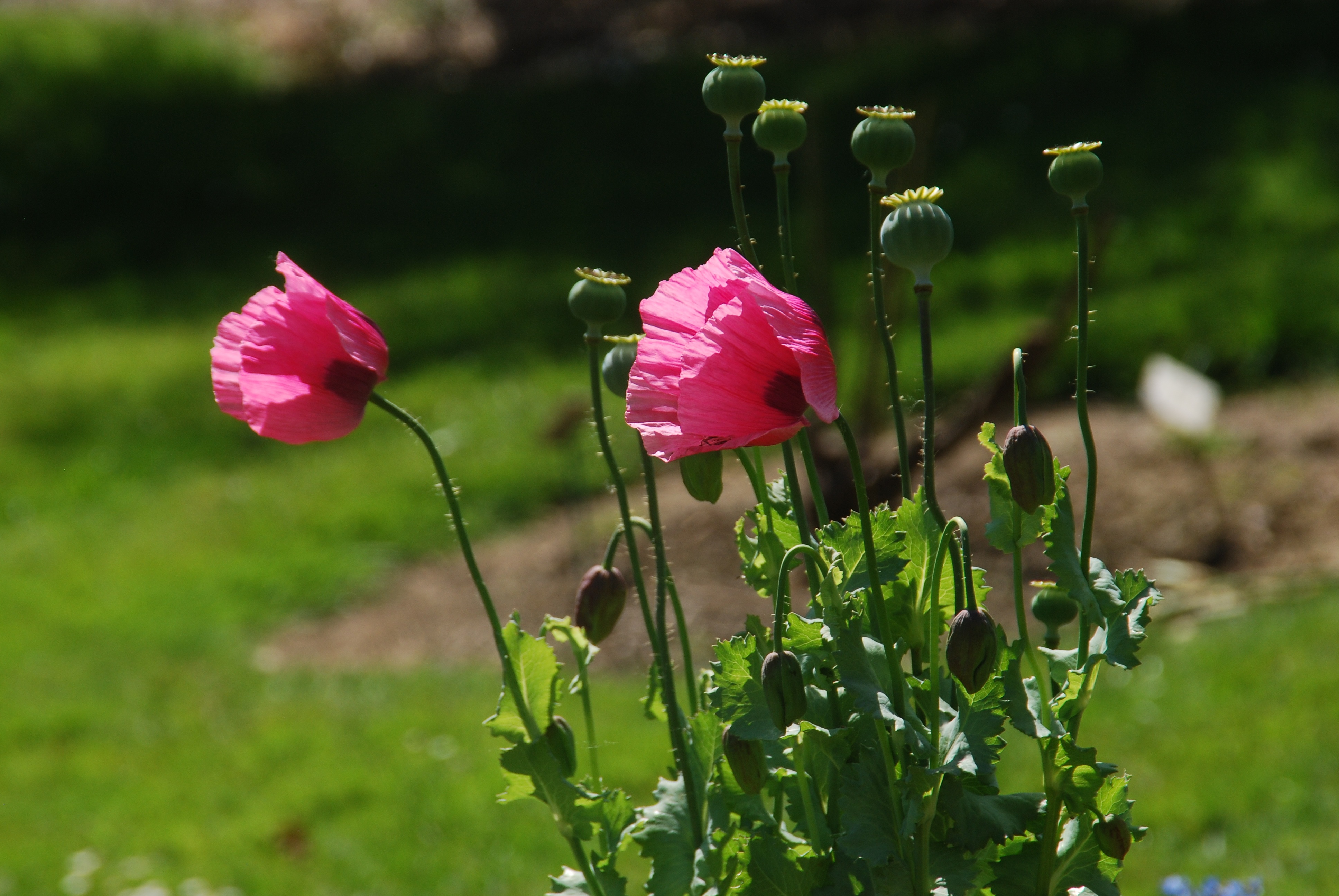Poppy Pink free image download