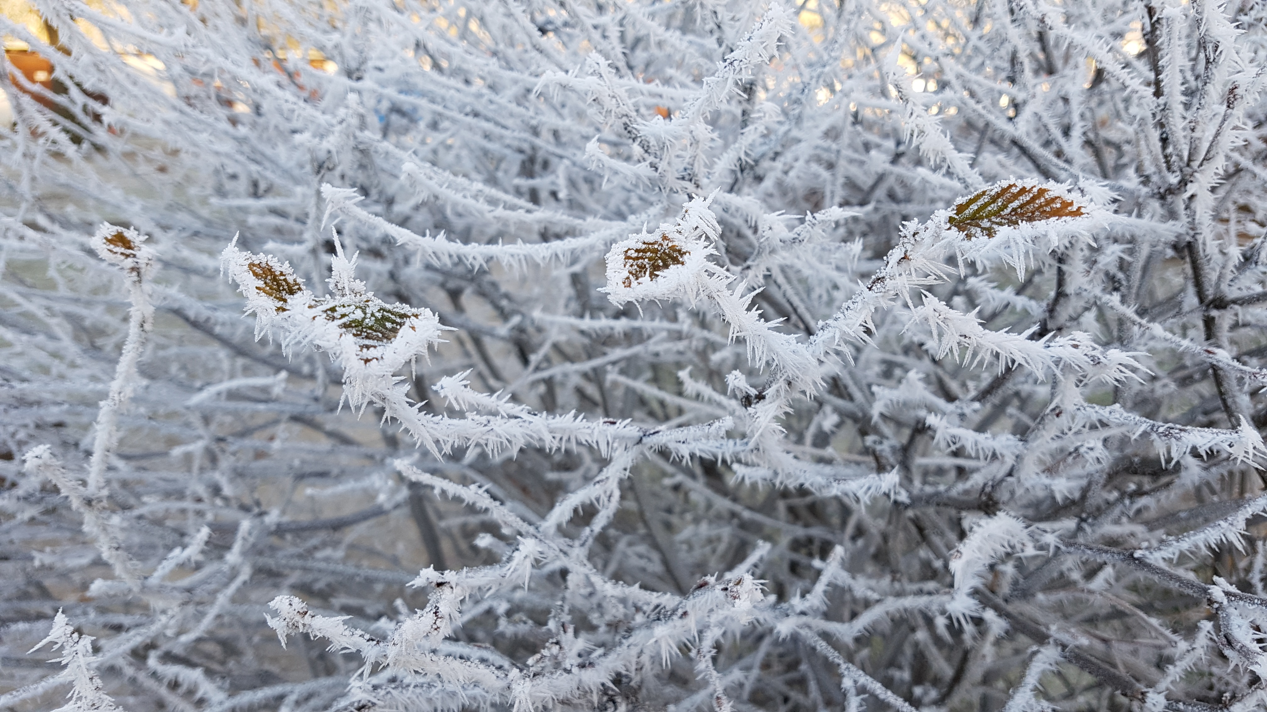Winter Christmas Advent Snow free image download