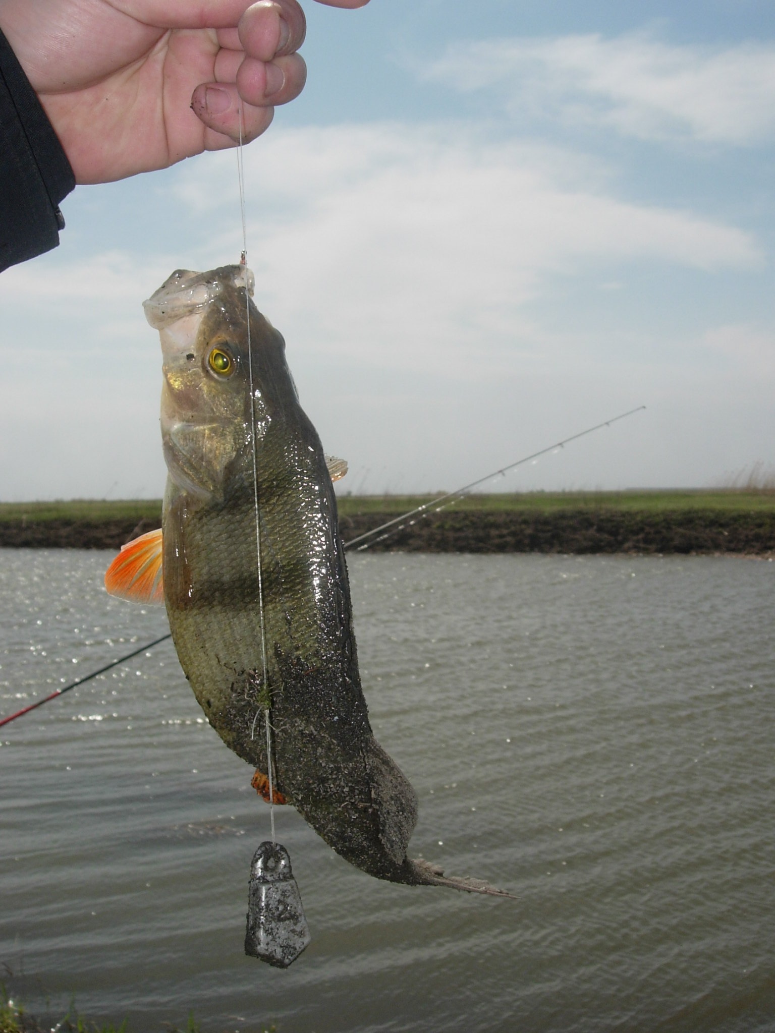 Perch Hook Vacation free image download