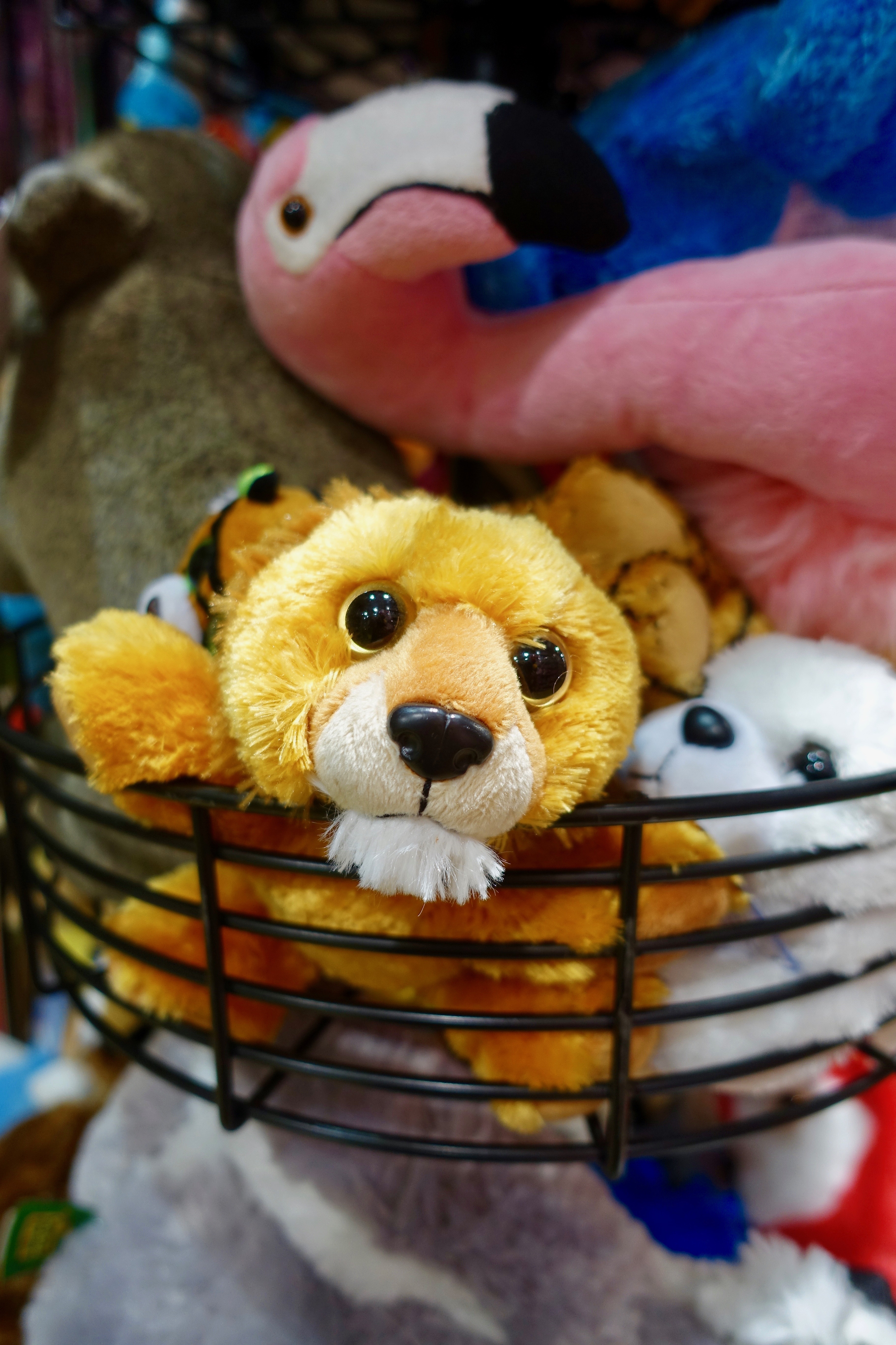 Toys Soft Cuddly free image download