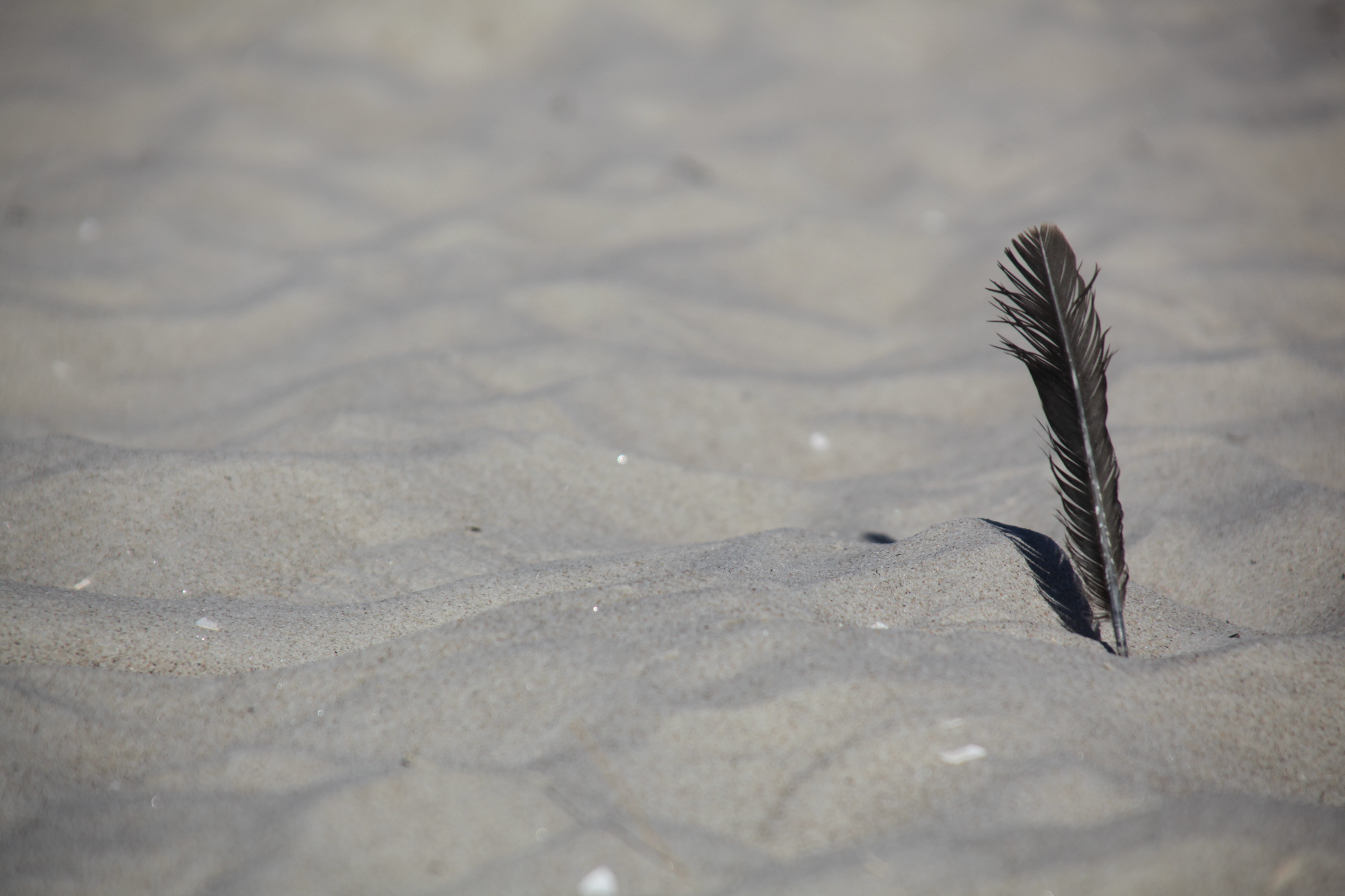 Sand Feather Beach free image download