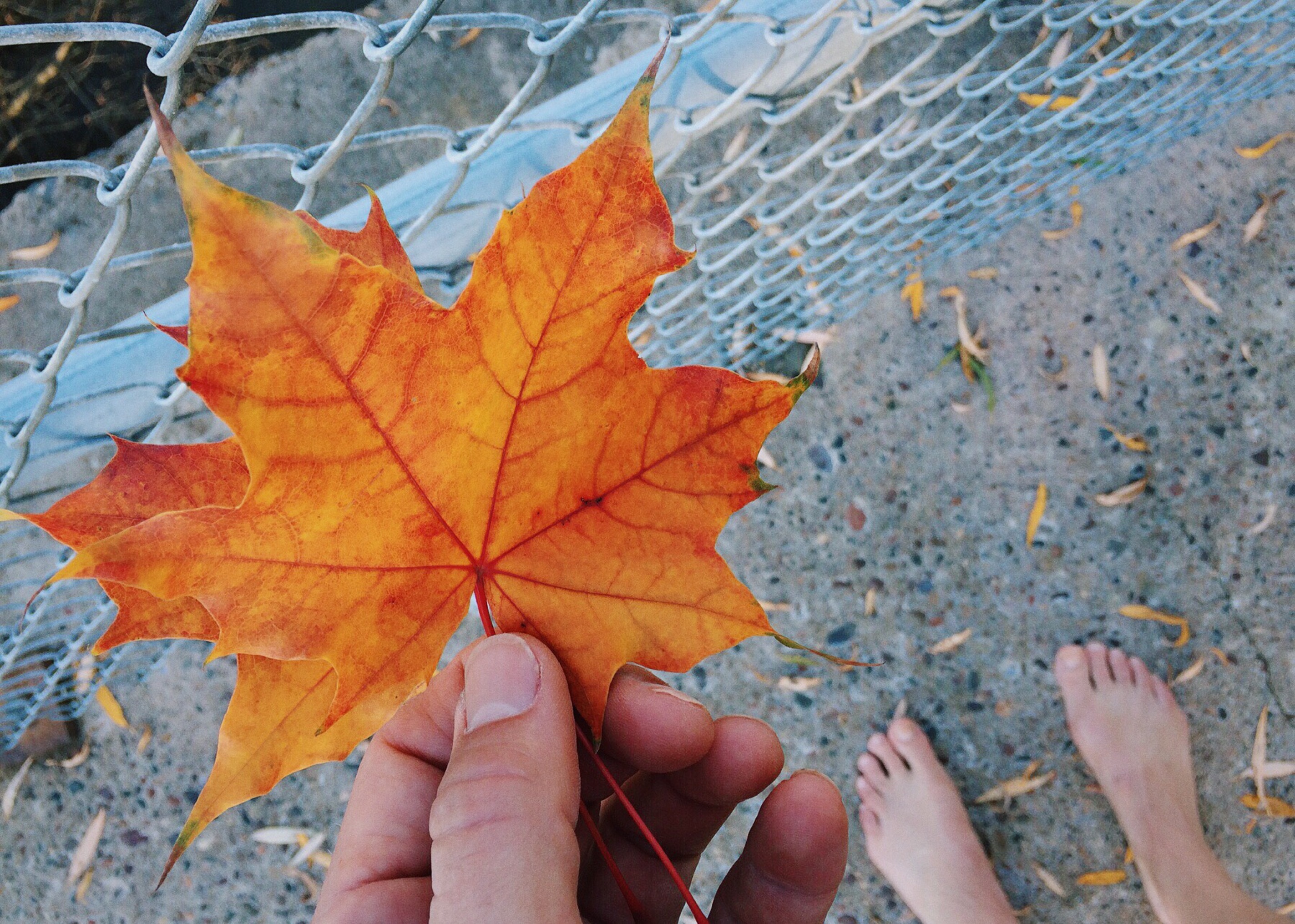 Leaf Collecting Autumn free image download
