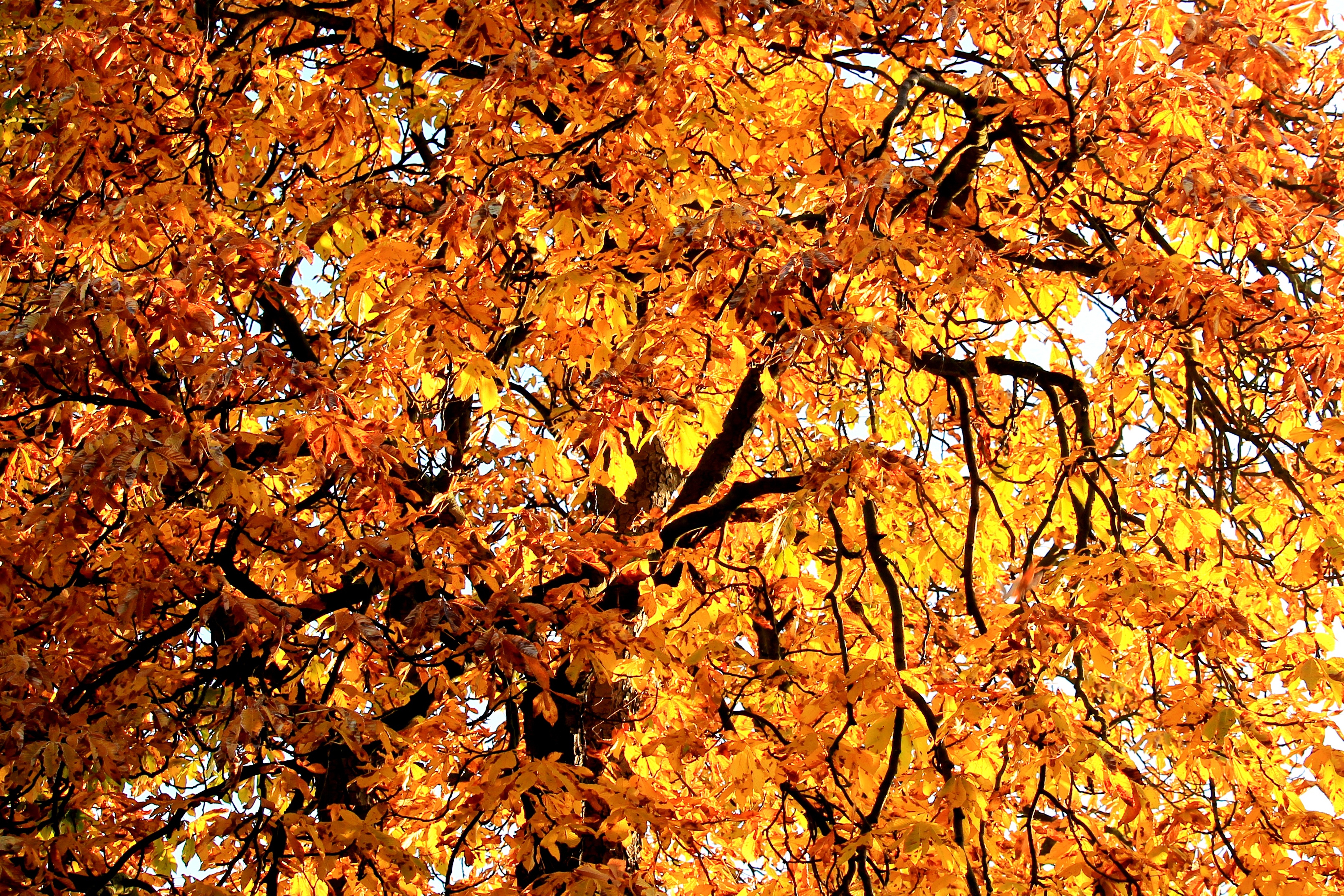 Leaves Tree Branches free image download