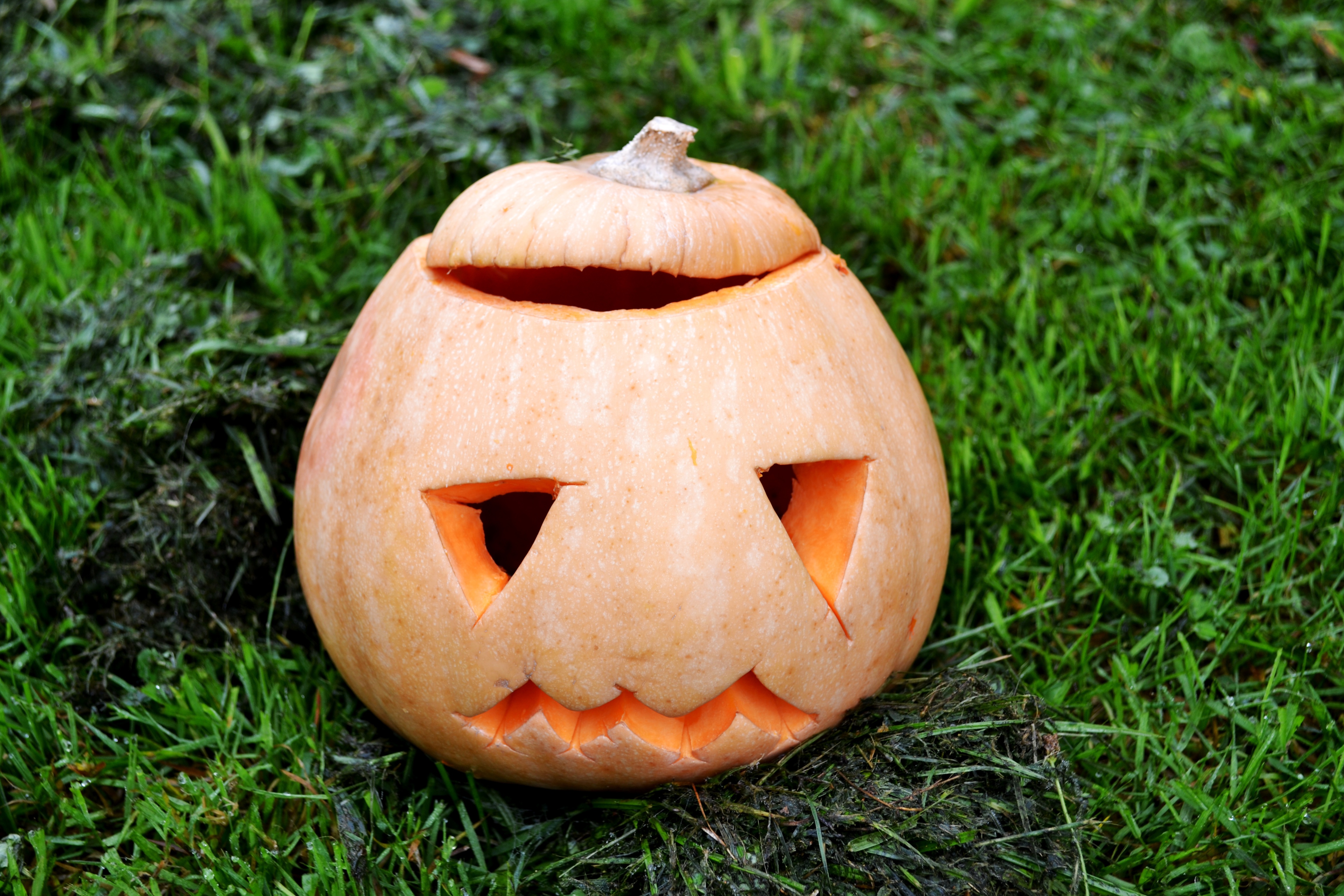 Pumpkin Squash Halloween free image download