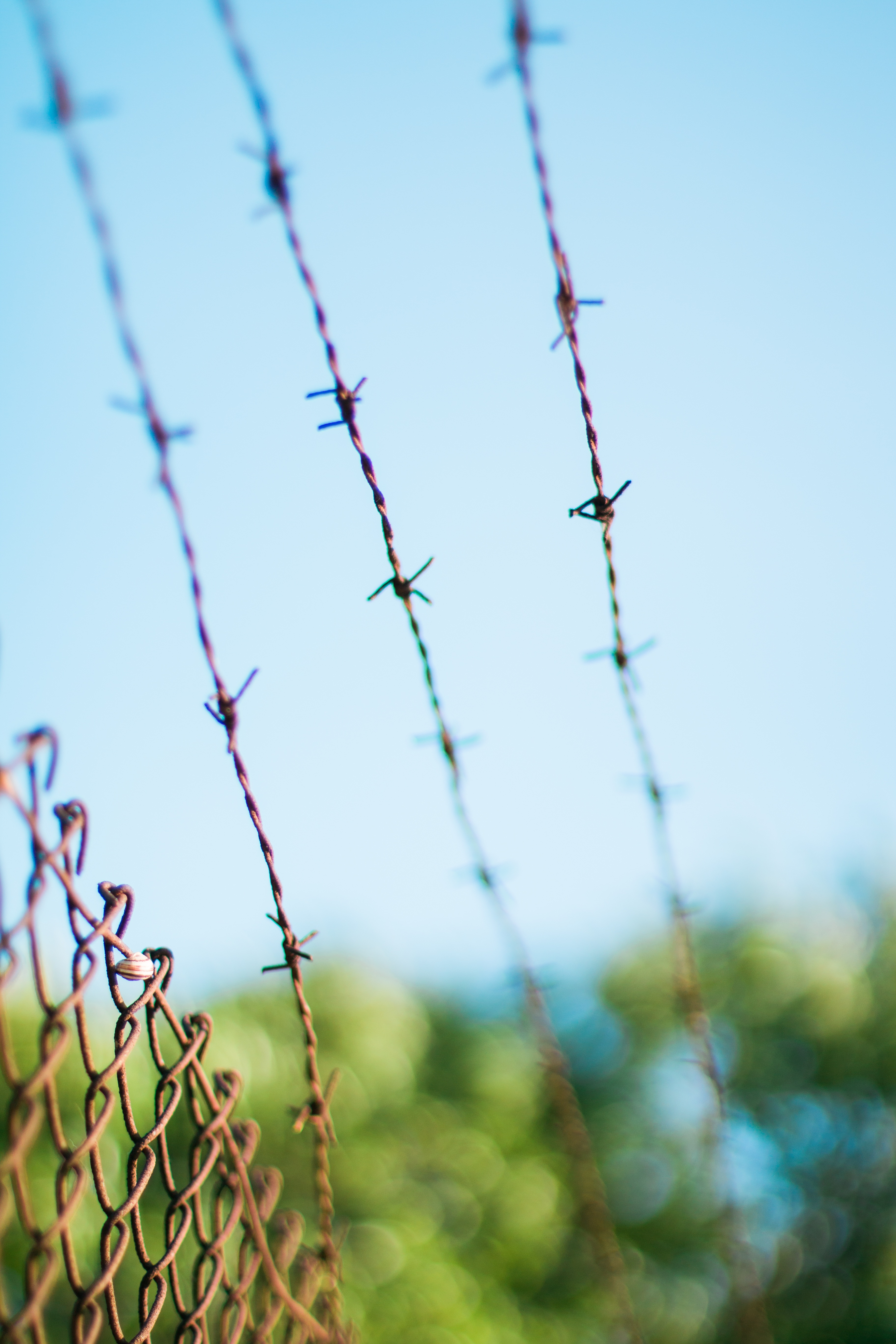 Barb Wires Barbed Fence Wire free image download