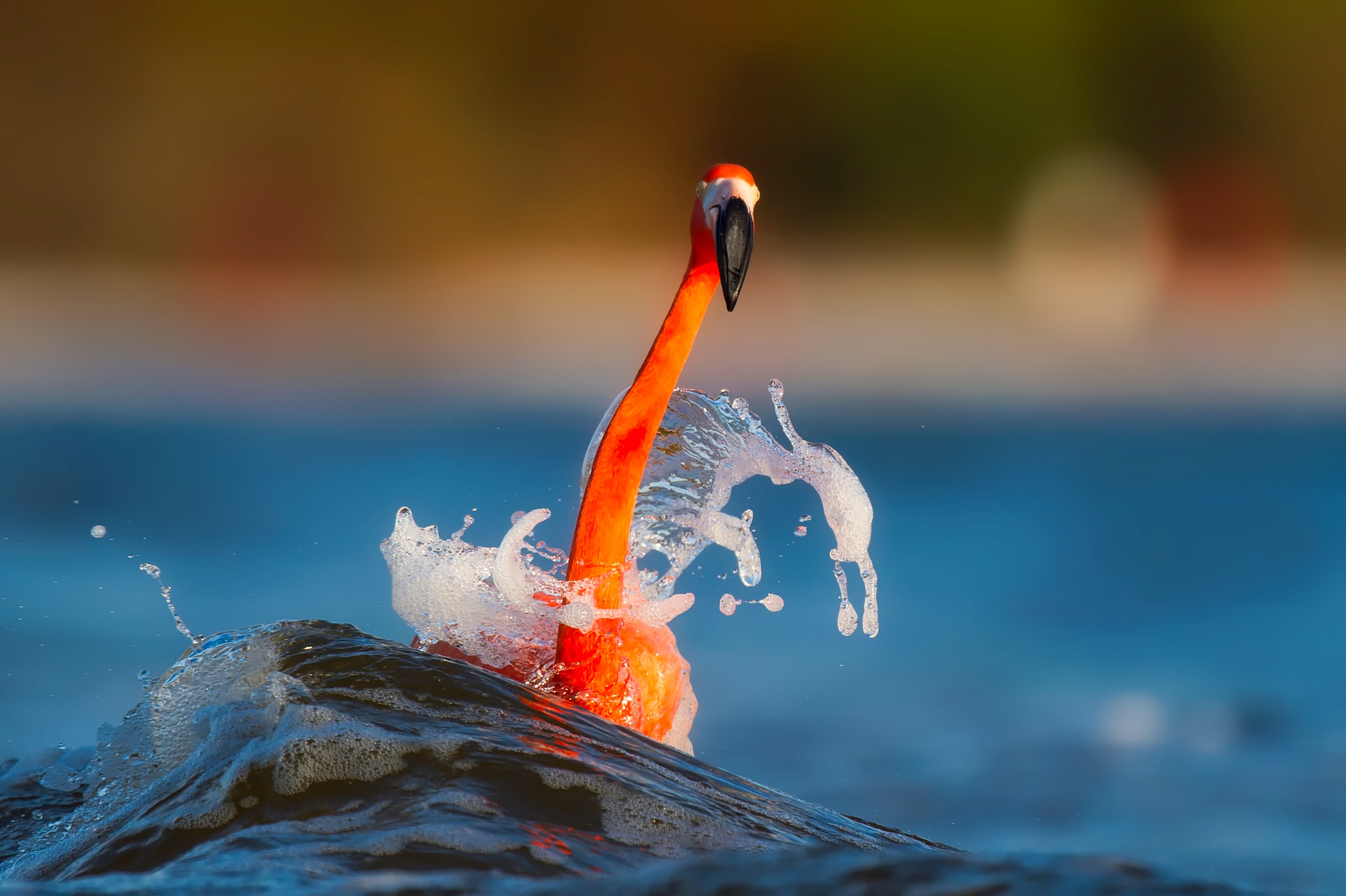 Flamingo Splash Lake free image download