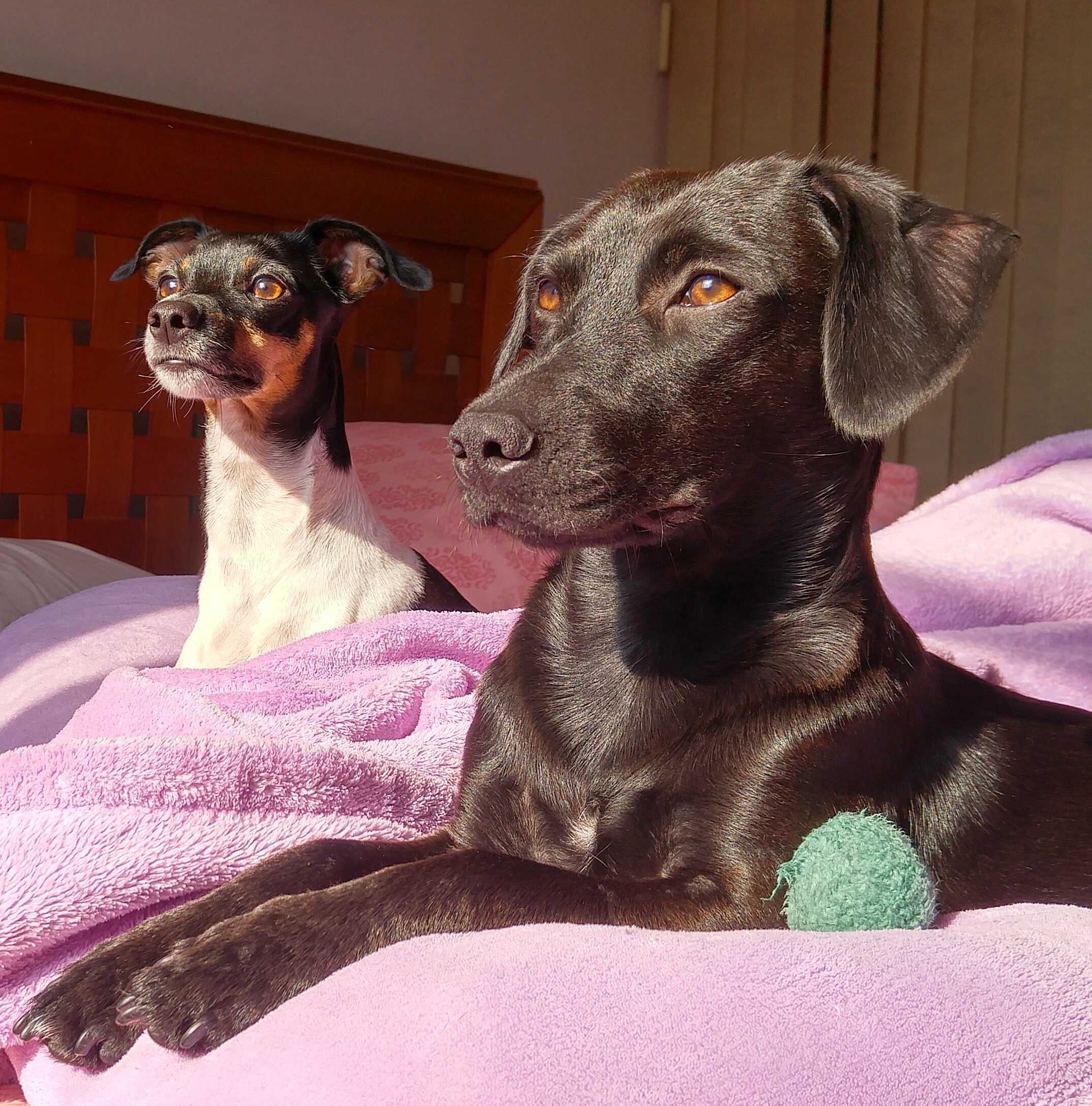 Dogs In The Sun Animals free image download