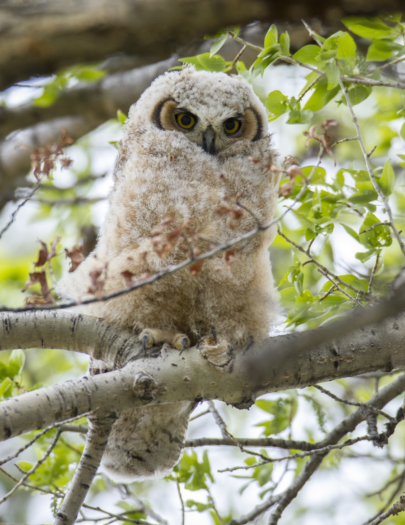 Great Horned Owl Chick Tree free image download