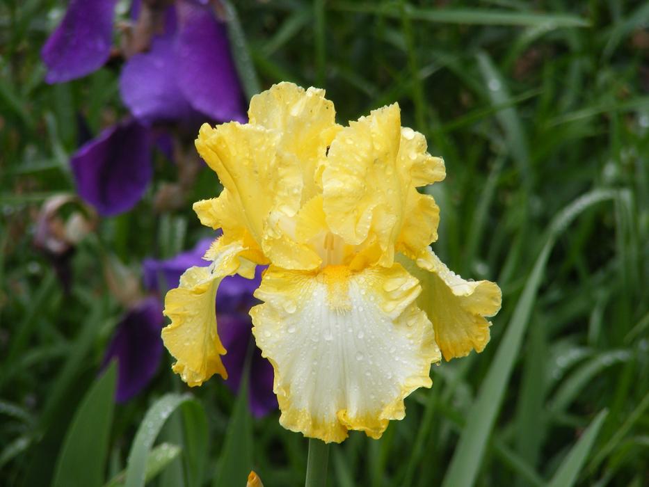 Yellow Iris Nature free image download