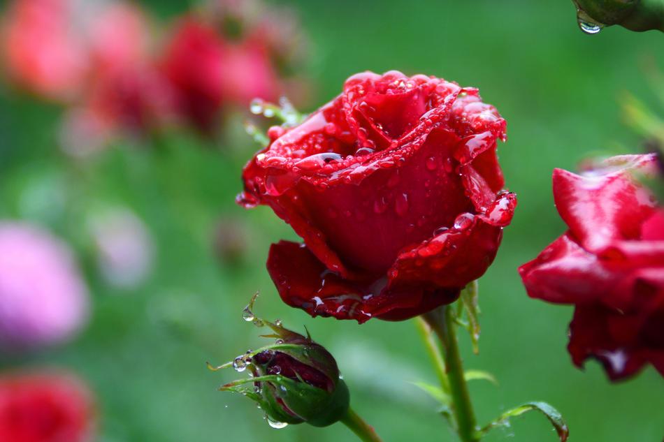 Rose China Red Dim free image download