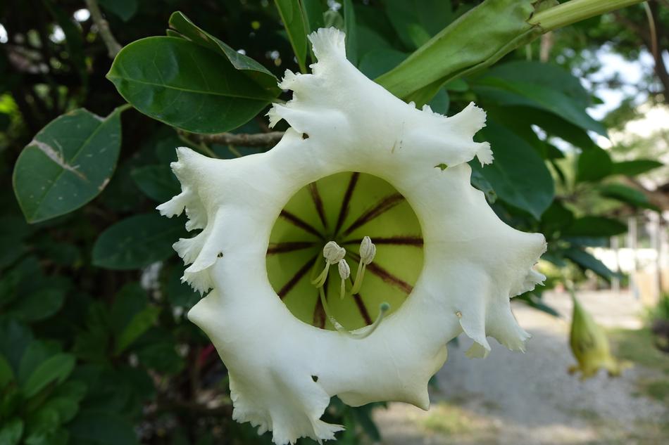 Gold Cup Flower Trumpet As Award free image download