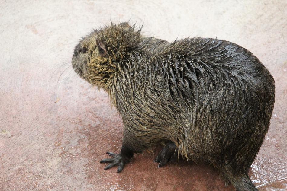 Wet beaver on dry land free image download
