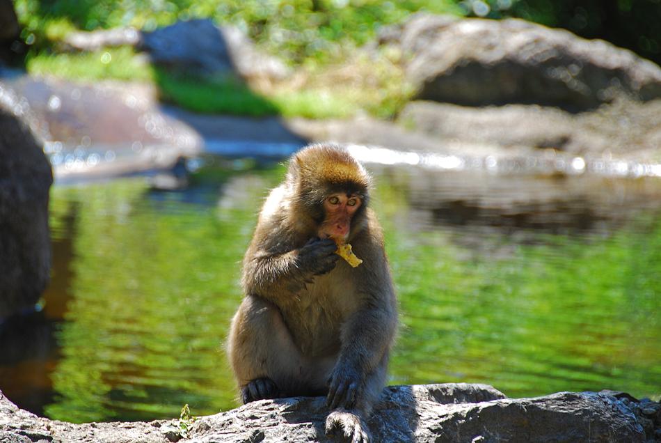 Makake Monkey Primate free image download