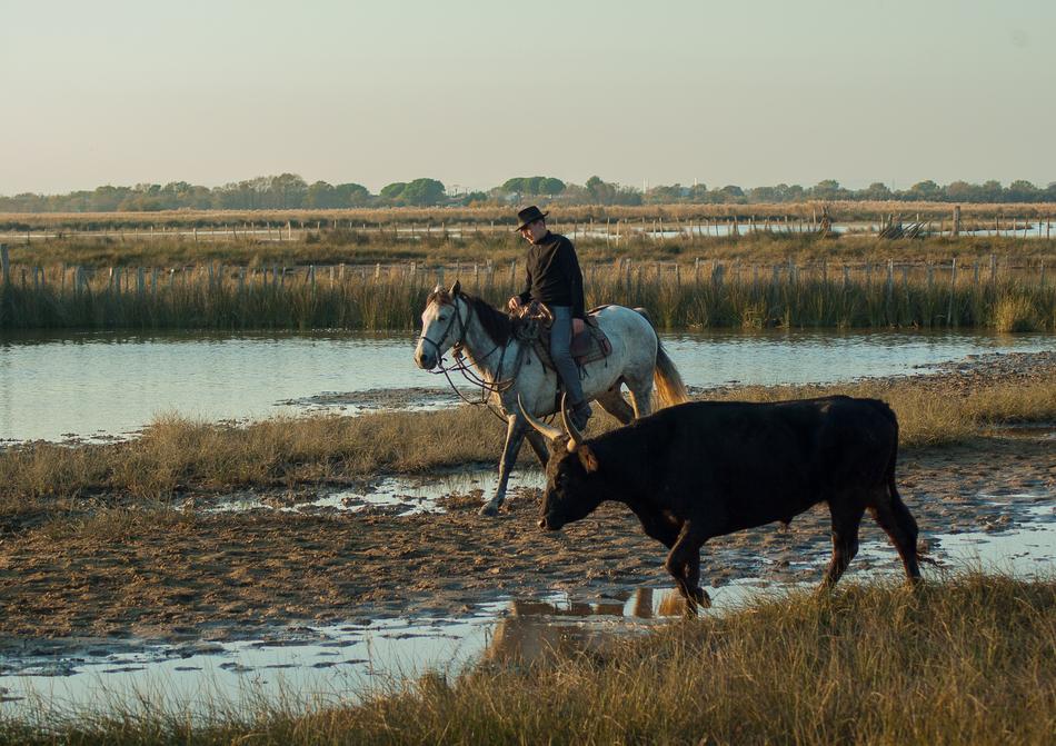 France Camargue Bull free image download