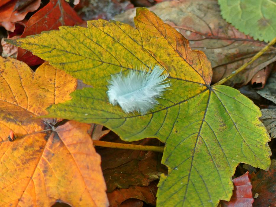 Feather on autumn leaves free image download