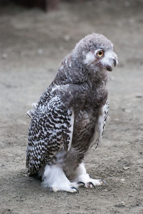 Owl with fluffy paws free image download